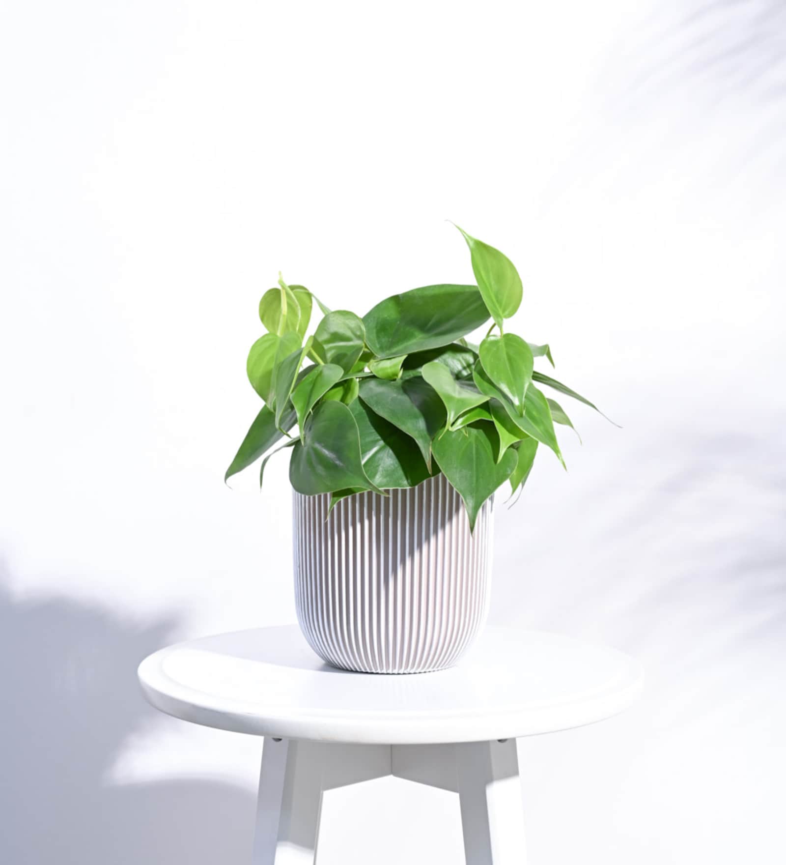 Buy Ivory Plastic Ball Groove Small Desk Pot at 100% OFF by Ugaoo ...