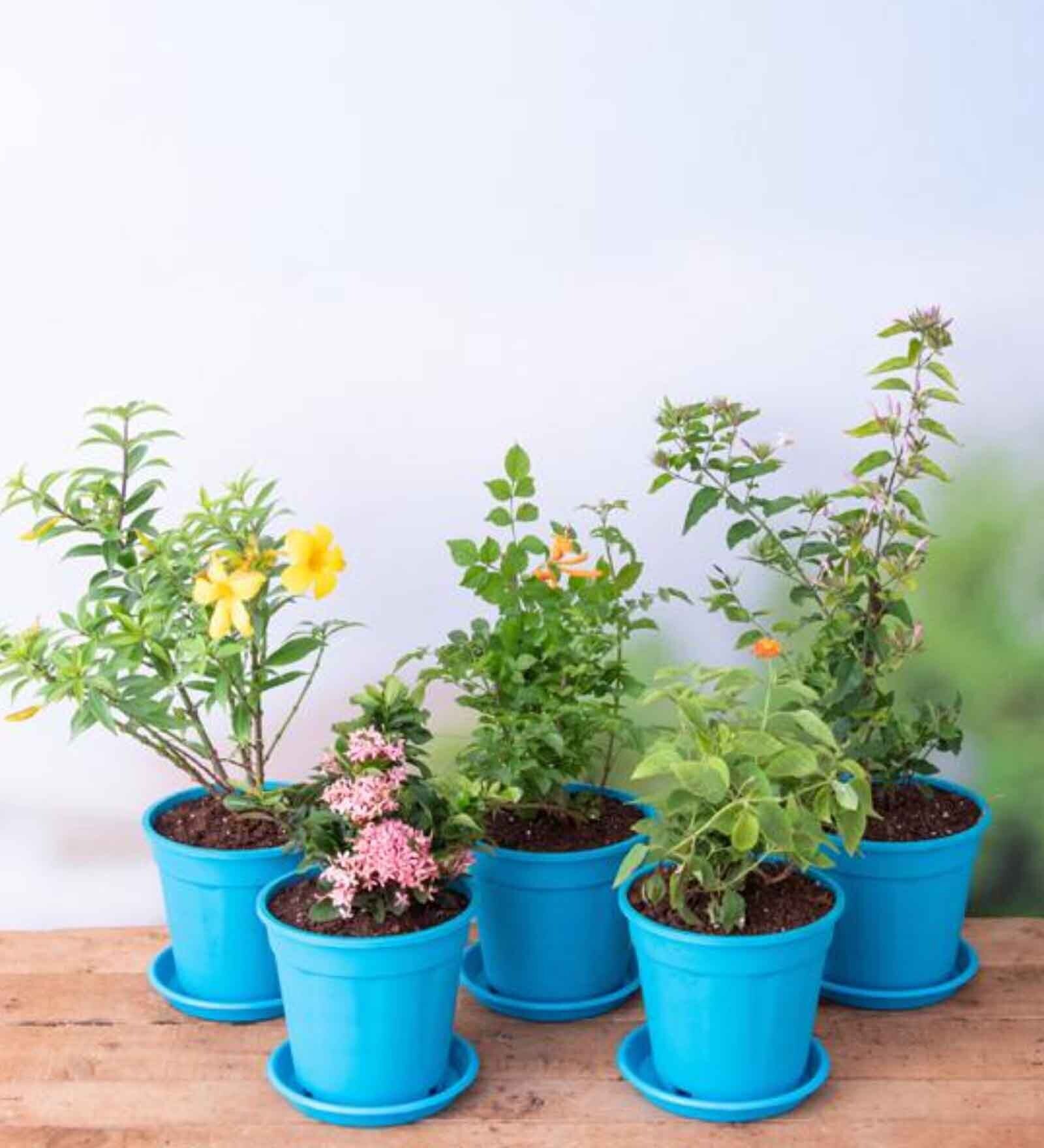 Buy Ixora Mini Dwarf (Pink) , Bush Allamanda , Kunda , Tecoma Orange ...