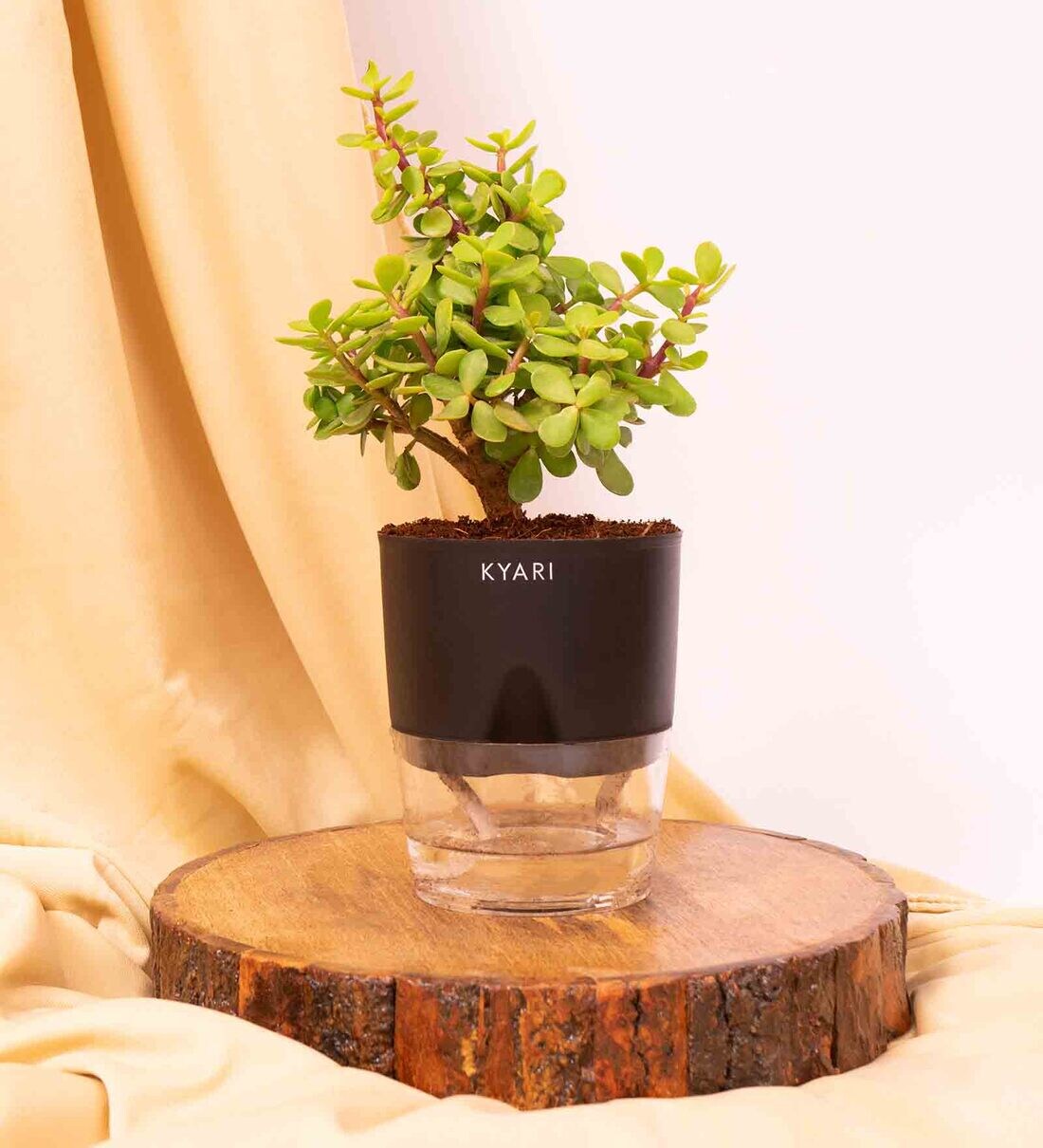 Buy Jade Self-Watering Small Natural Plant with High Quality Plastic ...