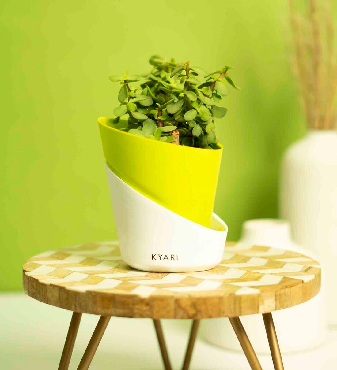 Buy Jade Small Natural Plant with High Quality Plastic Pot by Kyari at ...