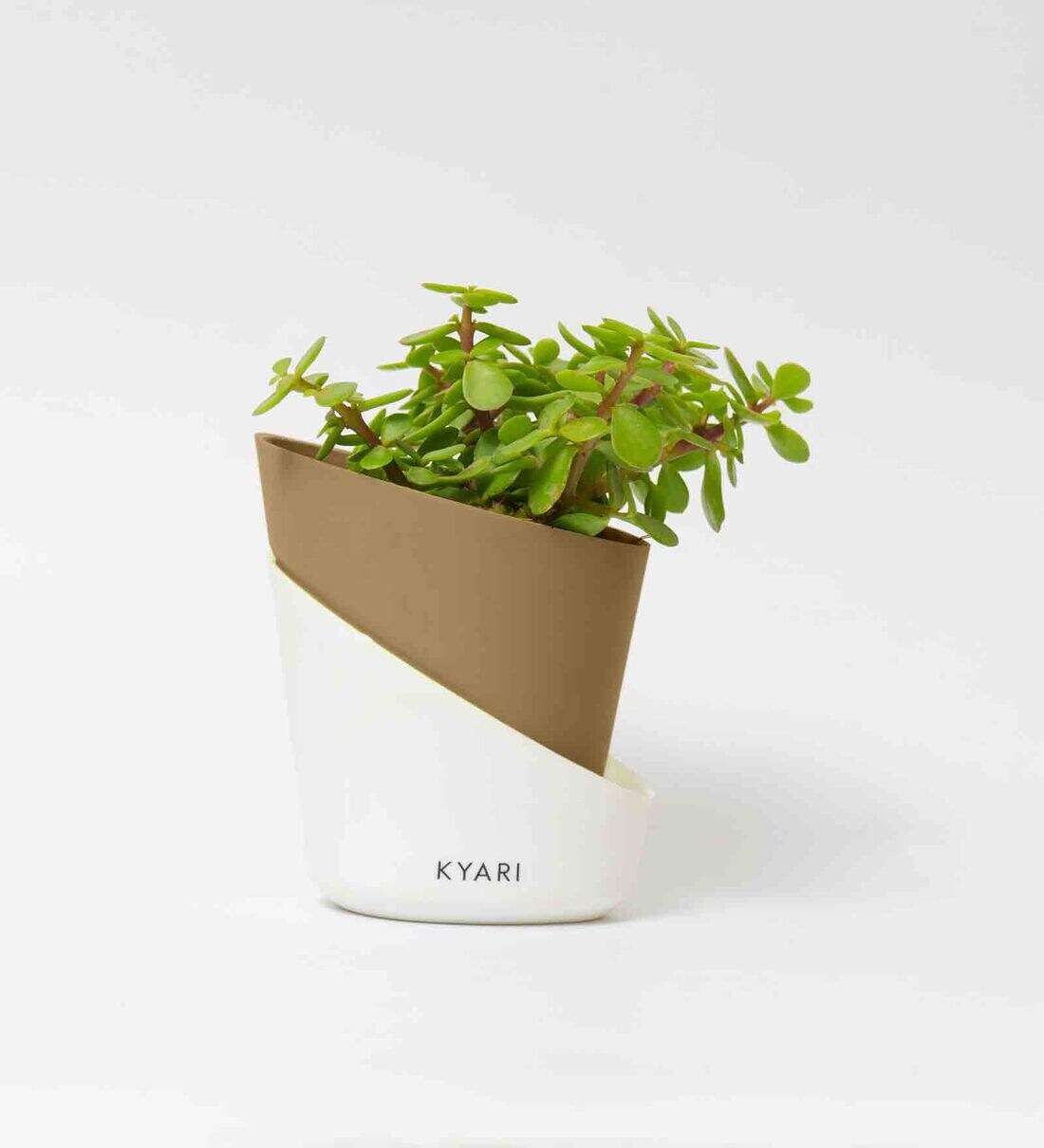 Buy Jade Small Natural Plant with High Quality Plastic Pot by Kyari at ...