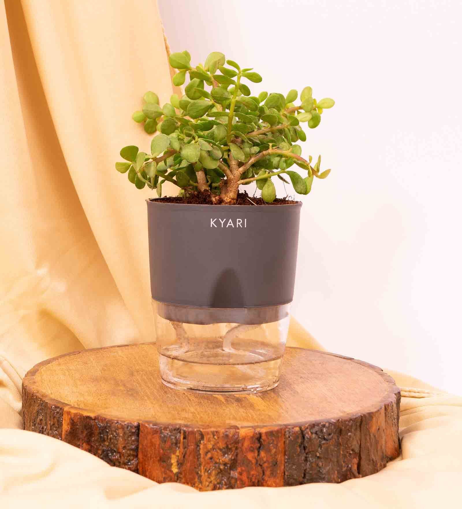 Buy Jade Self-Watering Small Natural Plant with High Quality Plastic ...