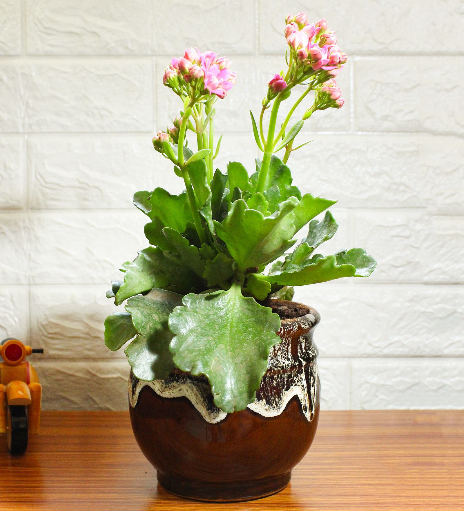 Buy Kalanchoe Flowering Plant in Brown Drip Glazed Pitcher Ceramic Pot ...