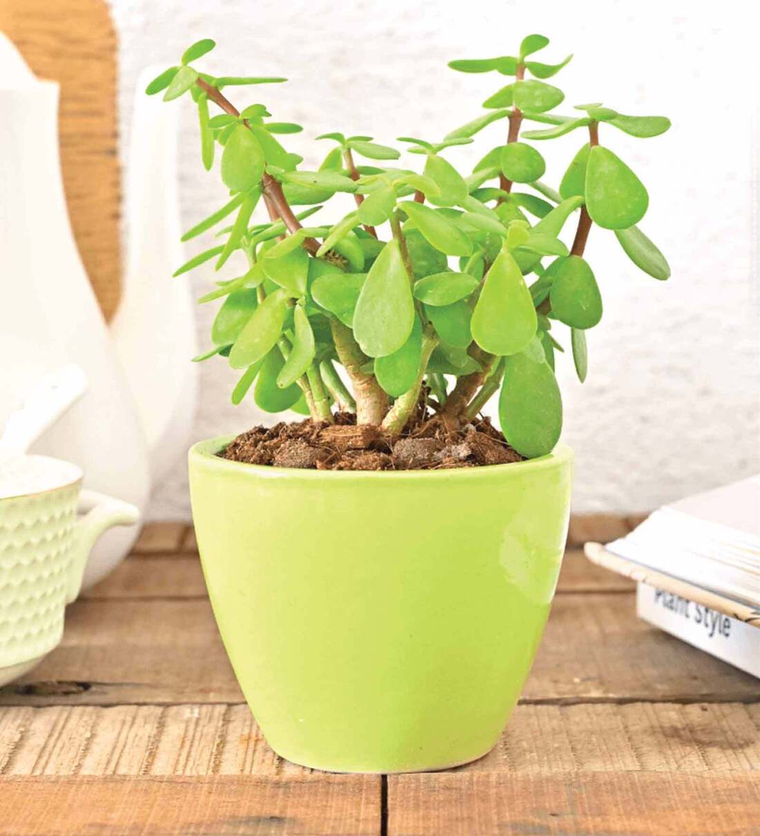 Buy Light Green Ceramic Apple Shape Desk Pot Planter by Ugaoo Online ...