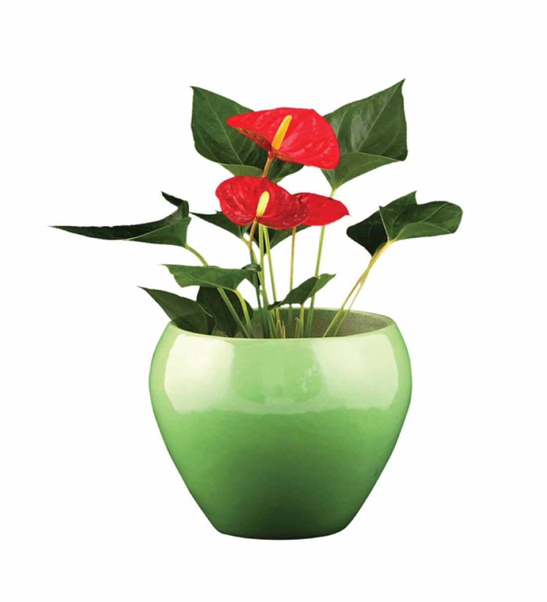 Buy Light Green Ceramic Apple Shape Desk Pot Planter by Ugaoo Online ...