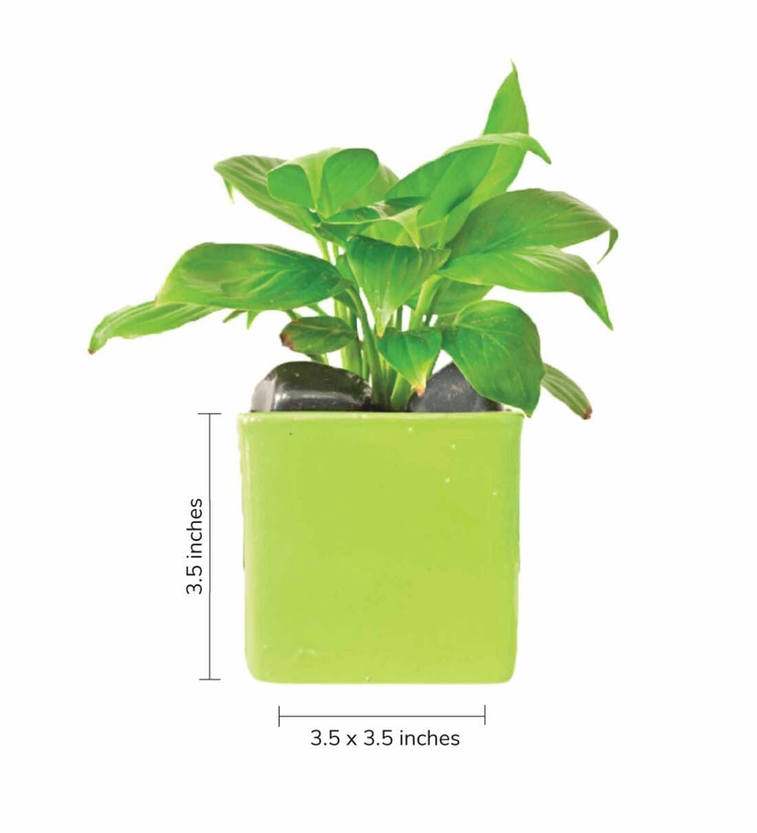 Buy Light Green Ceramic Square Shape Desk Pot Planter by Ugaoo Online ...