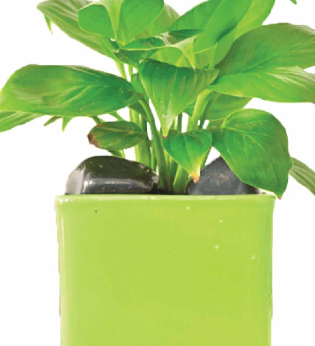 Buy Light Green Ceramic Square Shape Desk Pot Planter by Ugaoo Online ...