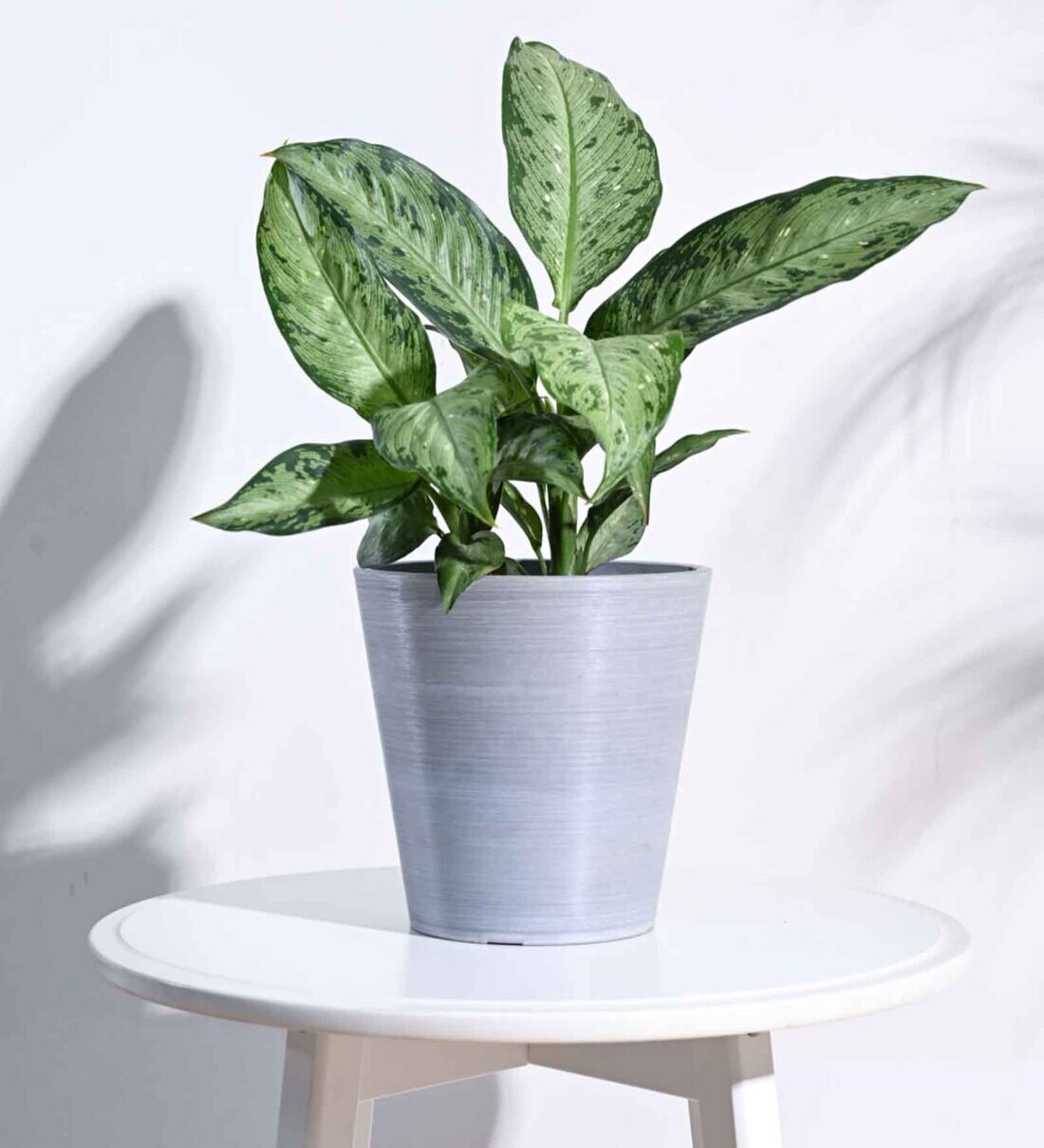 Buy Light Grey Plastic Venice Large Desk Pot at 5% OFF by Ugaoo | Pepperfry