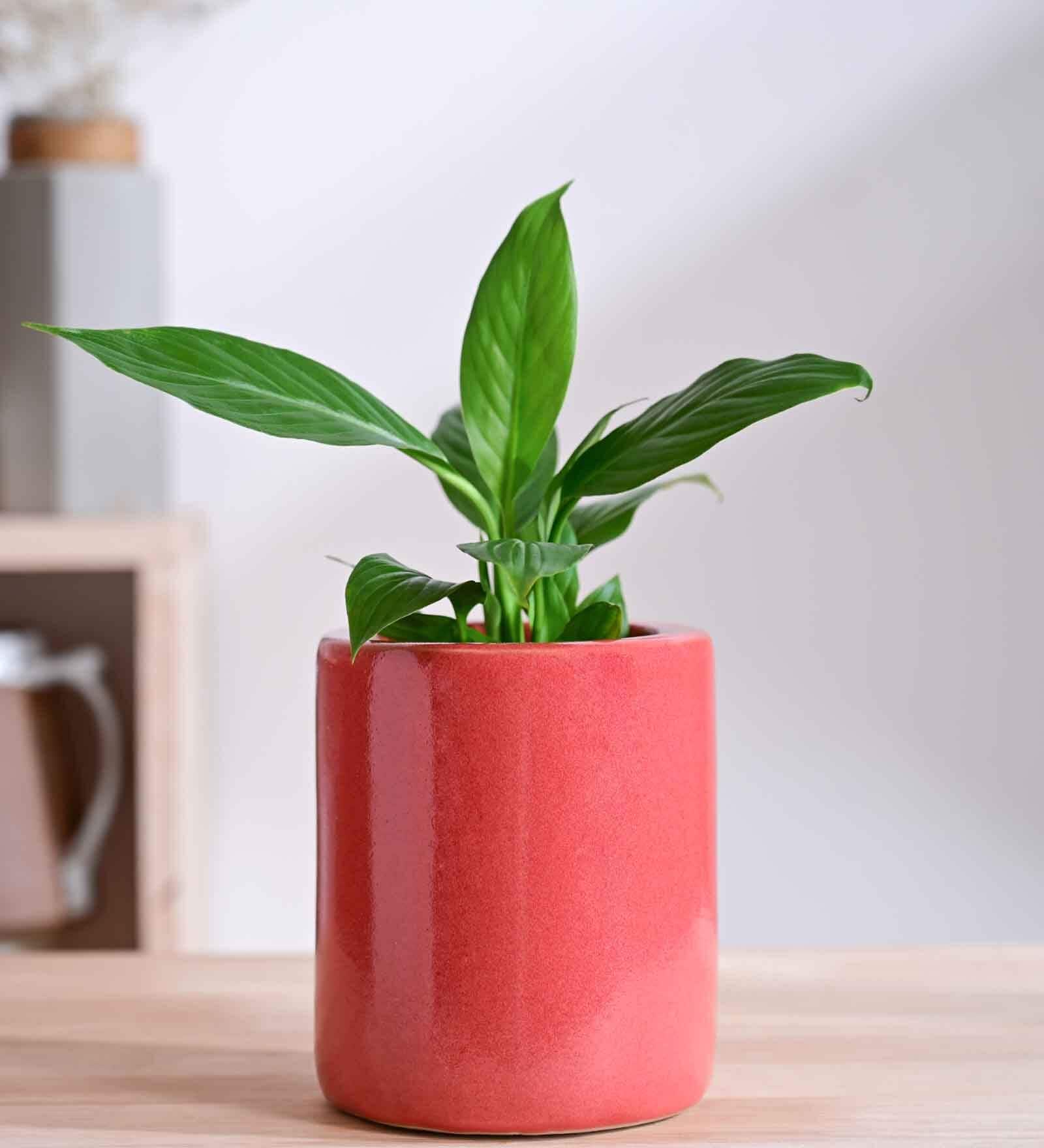 Buy Lilac Stories Extra Small Red Ceramic Planter at 21% OFF by Ugaoo ...