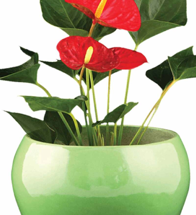 Buy Light Green Ceramic Apple Shape Desk Pot Planter by Ugaoo Online ...