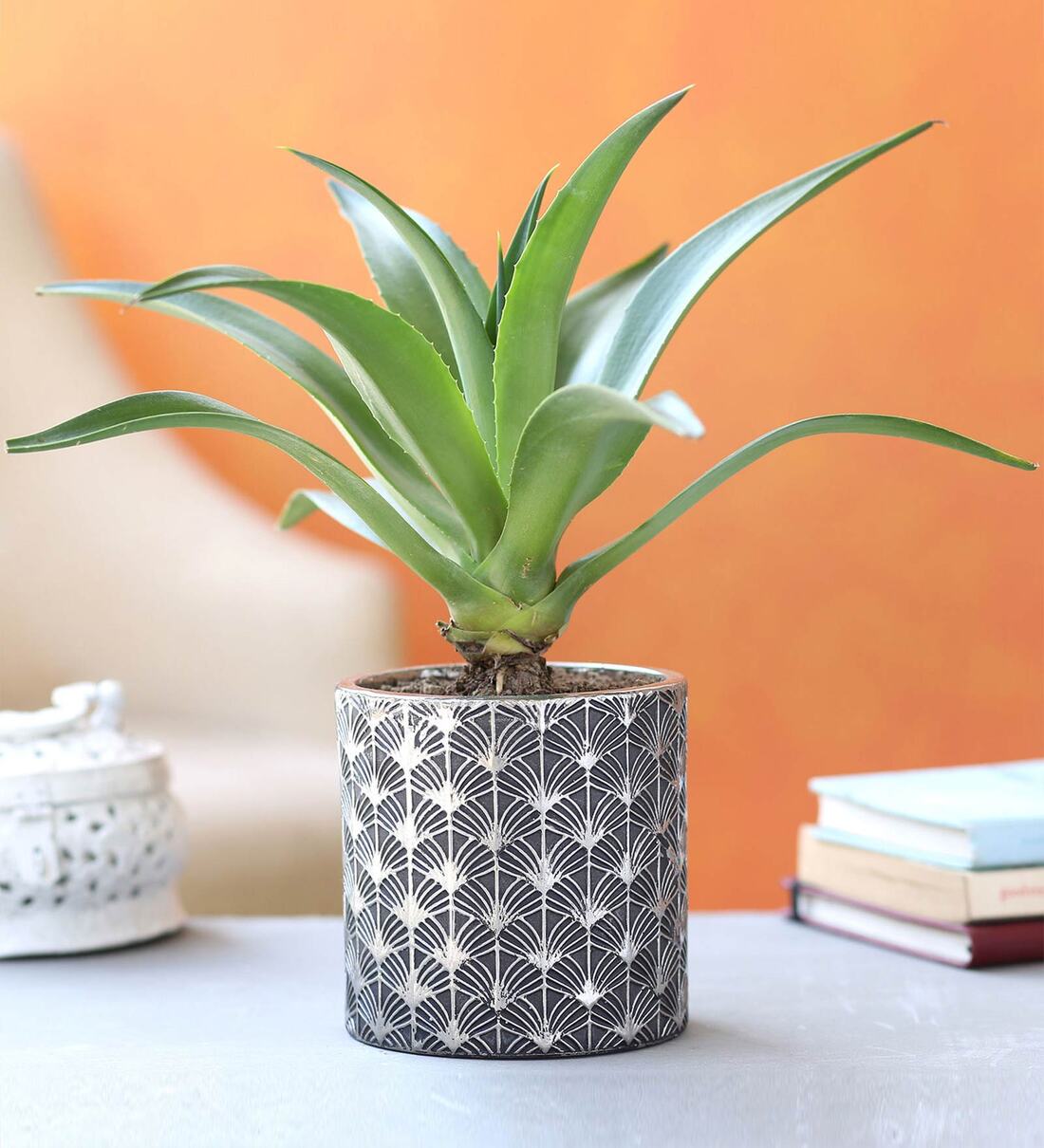 Buy Lotus Cactus Natural Plant In Beautiful Ceramic Pot by Ferns N ...
