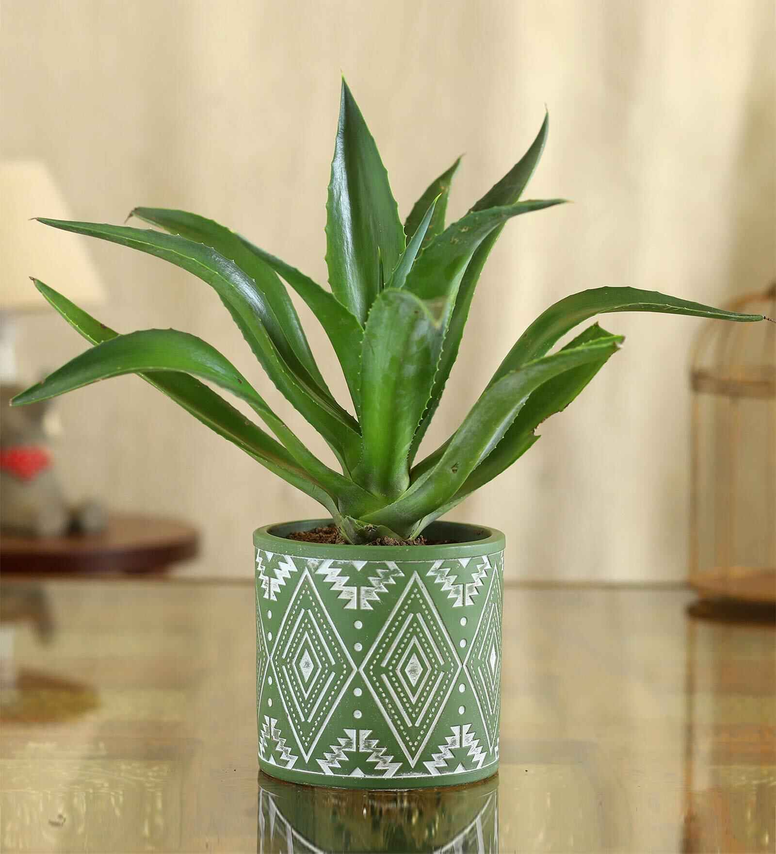 Buy Lotus Cactus Natural Plant In Pipe Shape Ceramic Pot by Ferns N ...