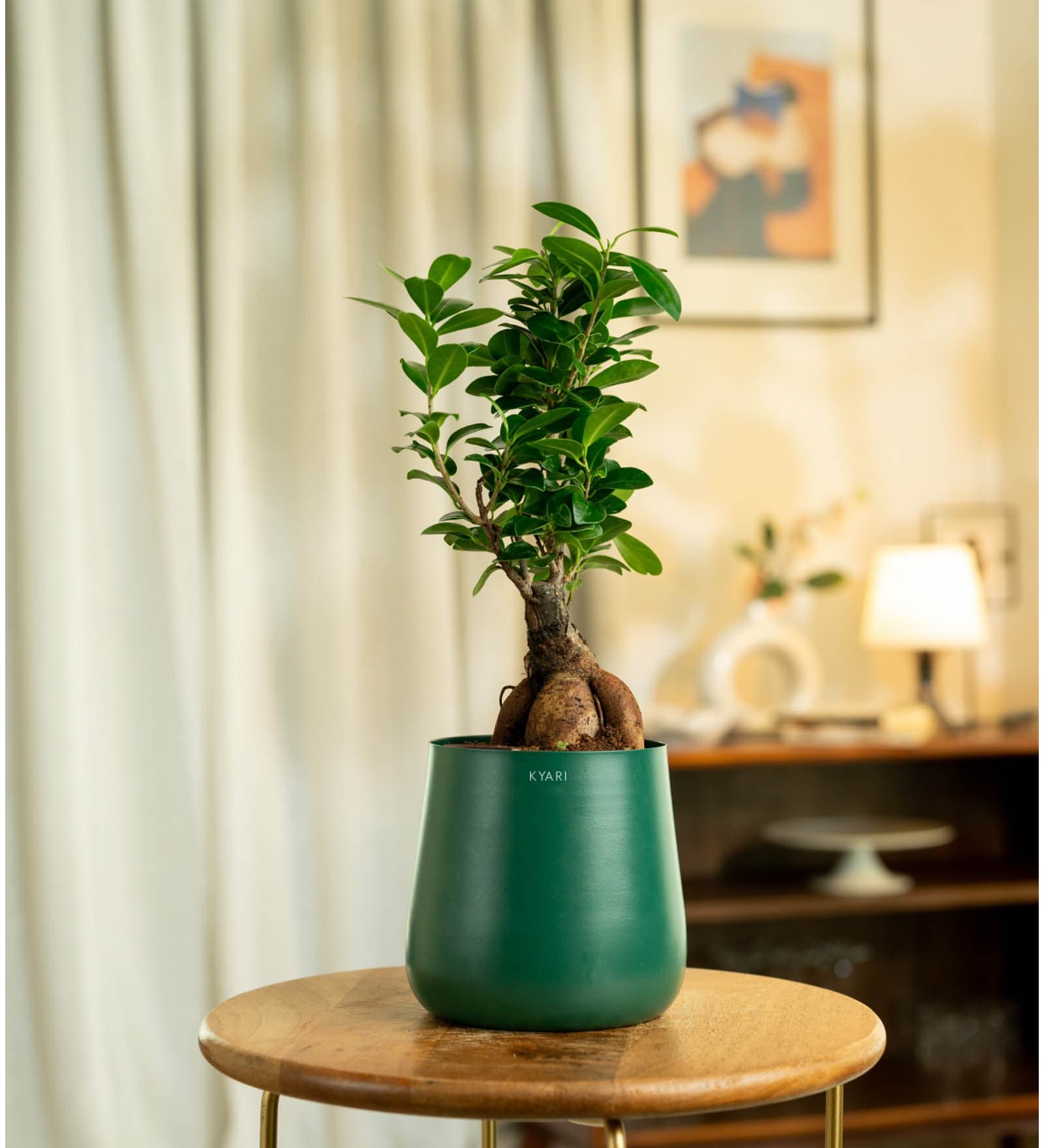 Buy Microcarpa Ficus Bonsai Indoor Plant for Living Room with 6\ AURA ...
