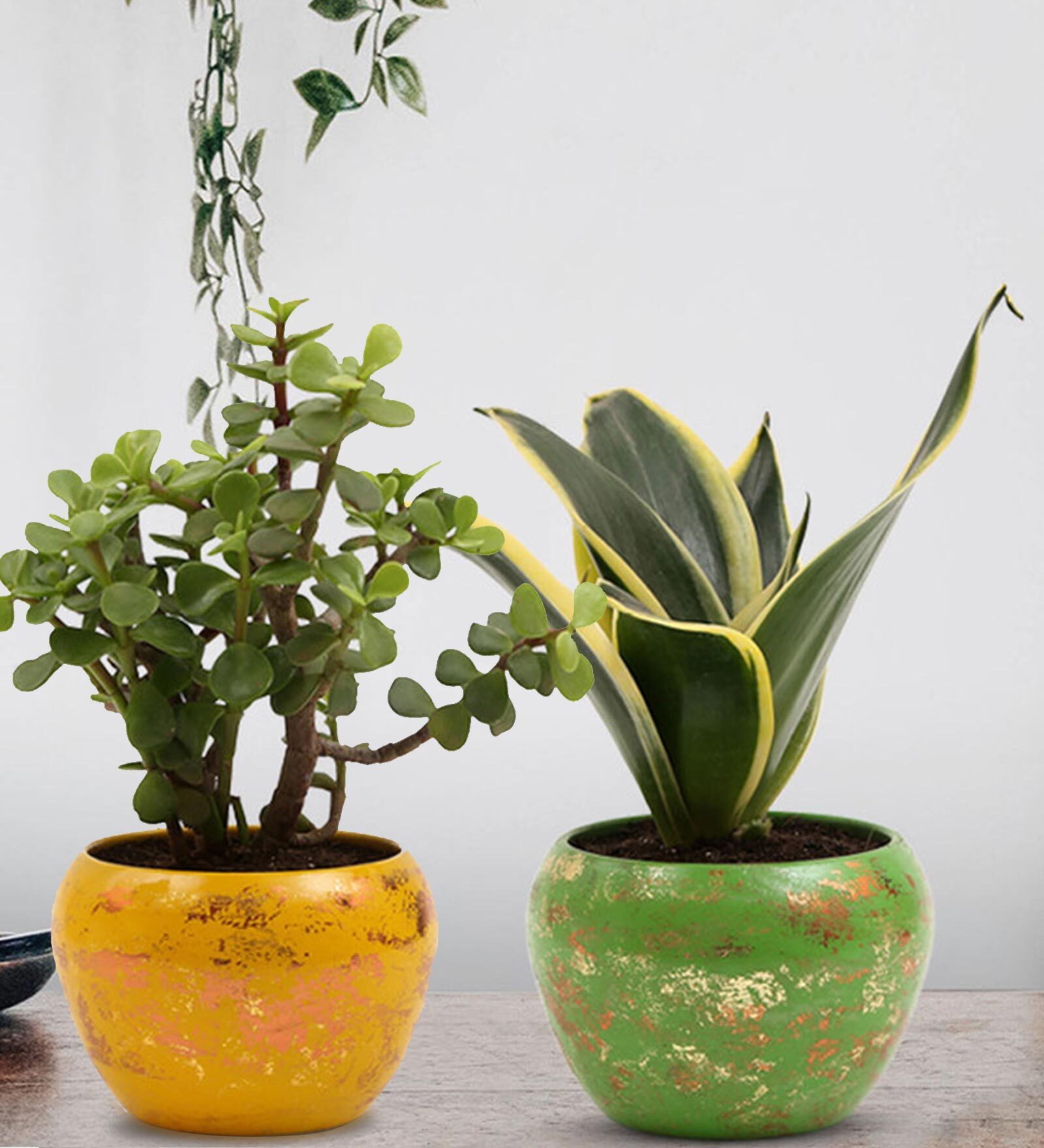 Buy Milt Sansevieria Natural Plant And Jade Natural Plant In Green ...