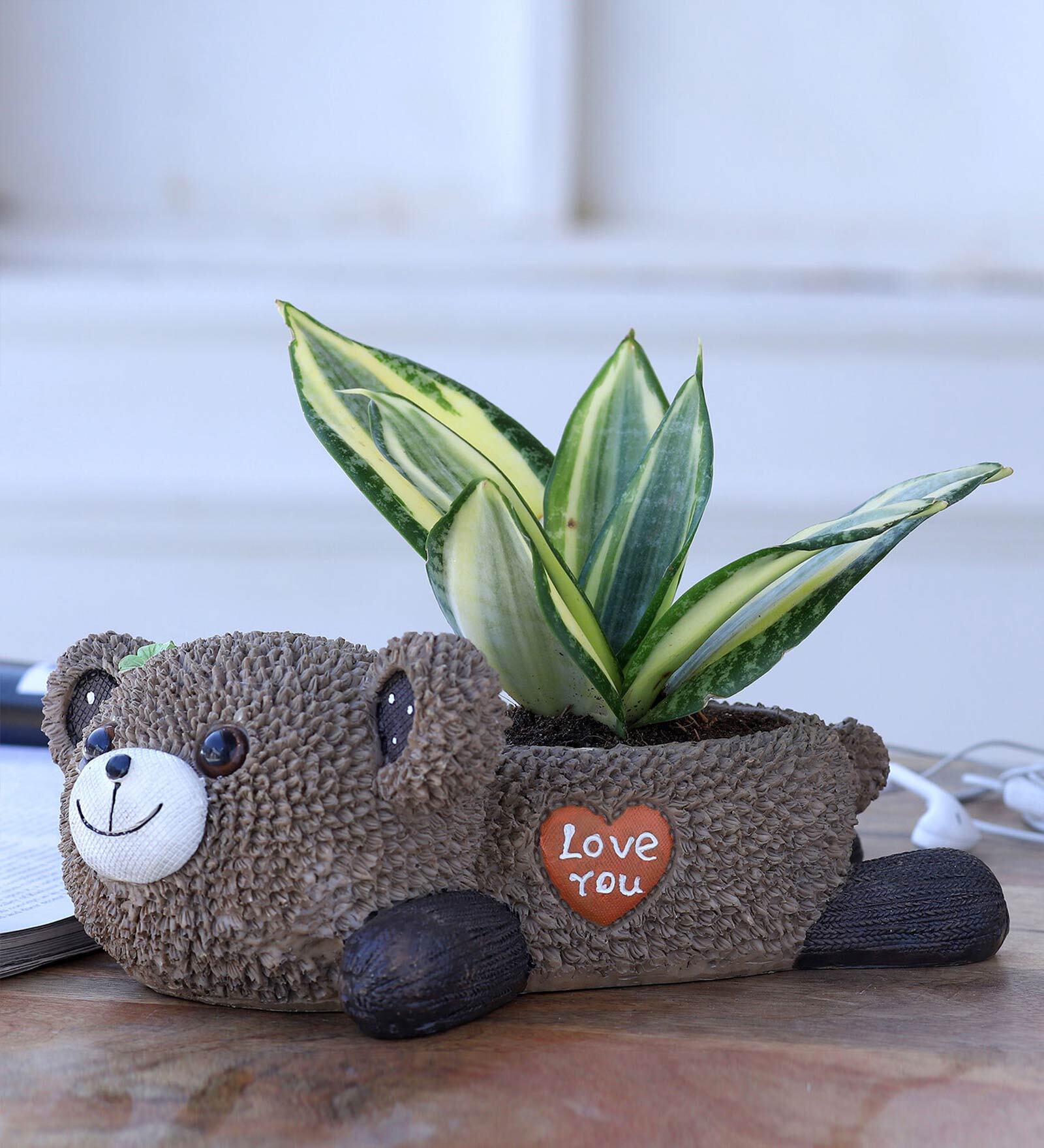 Buy Milt Sansevieria Natural Plant In Grey Love You Bear Ceramic Pot by ...