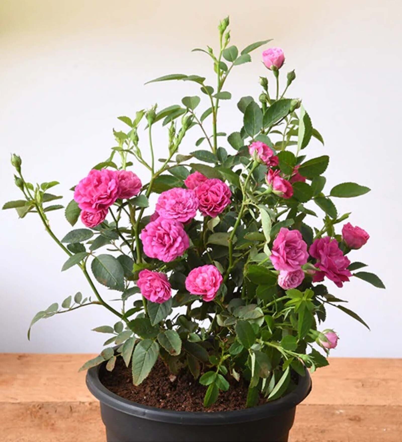 Buy Miniature Rose, Button Rose Natural Plant at 30% OFF by Nurserylive ...