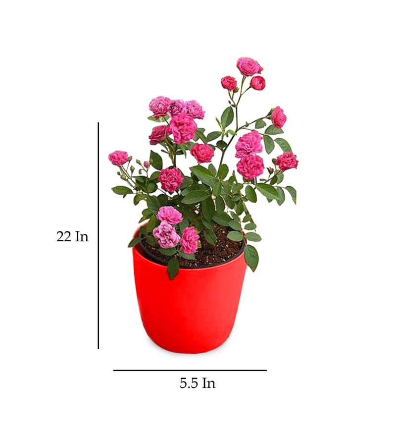Buy Miniature Pink Rose Natural Plant by Nurserylive Online - Low ...