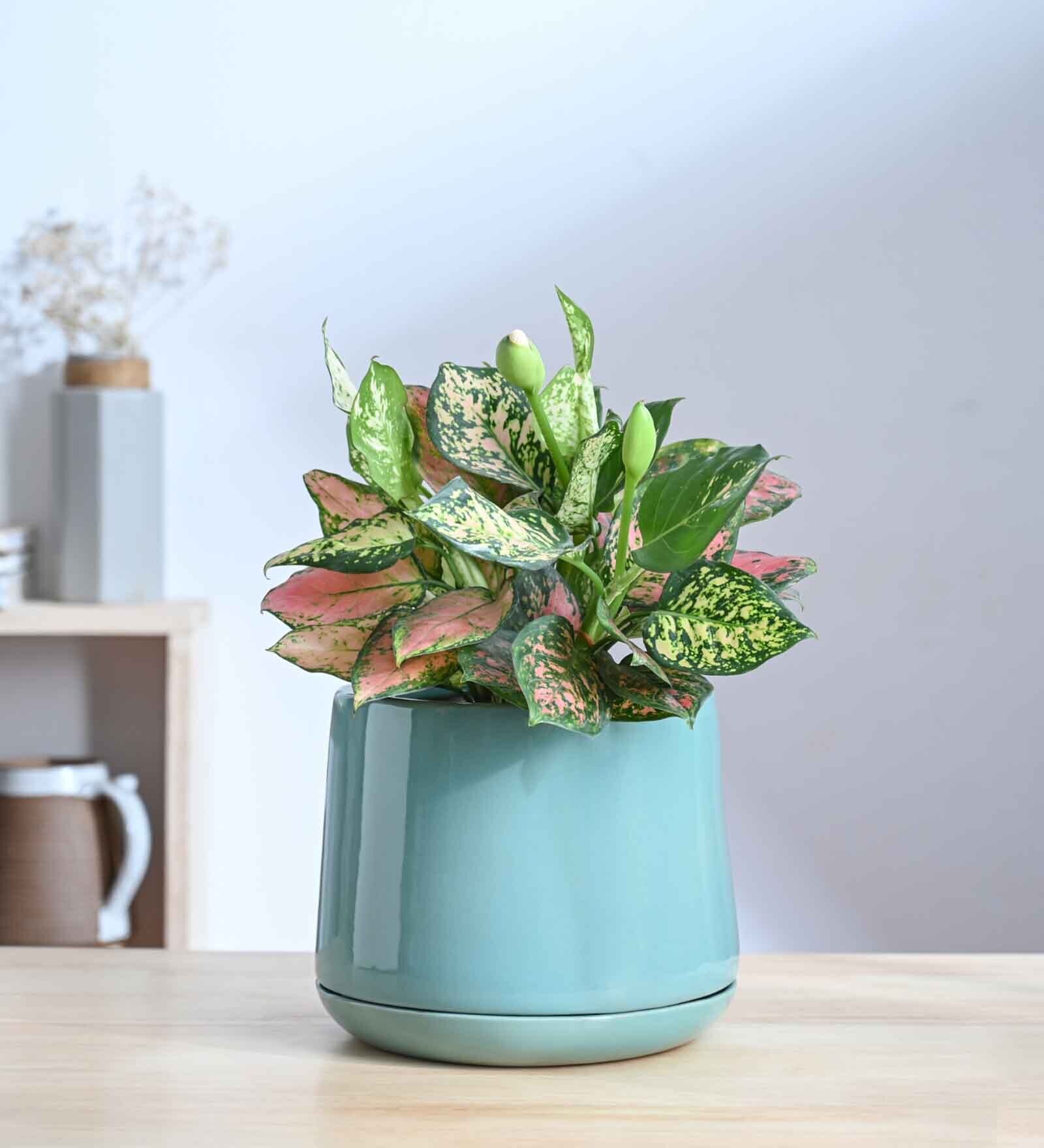 Buy Monsoon Medley Medium Aqua Ceramic Planter at 25% OFF by Ugaoo ...