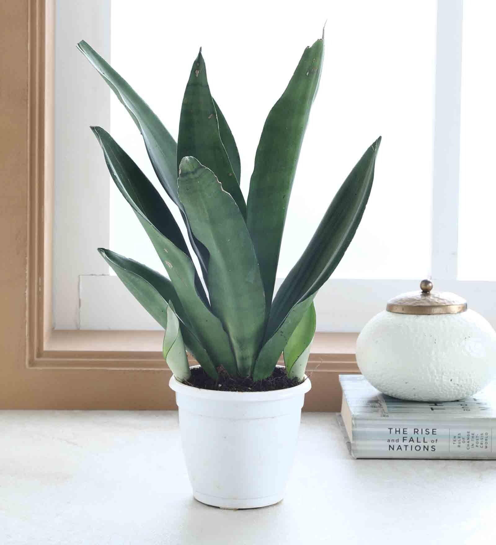 Buy Monstera Deliciosa Natural Plant by Root Bridges at 40% OFF by Root ...