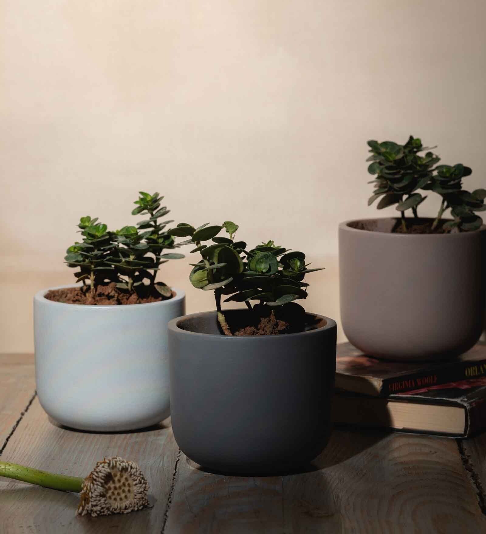 Buy Multicolour Clay Eco-Friendly Desk Planter (Set of 3) at 33% OFF by ...