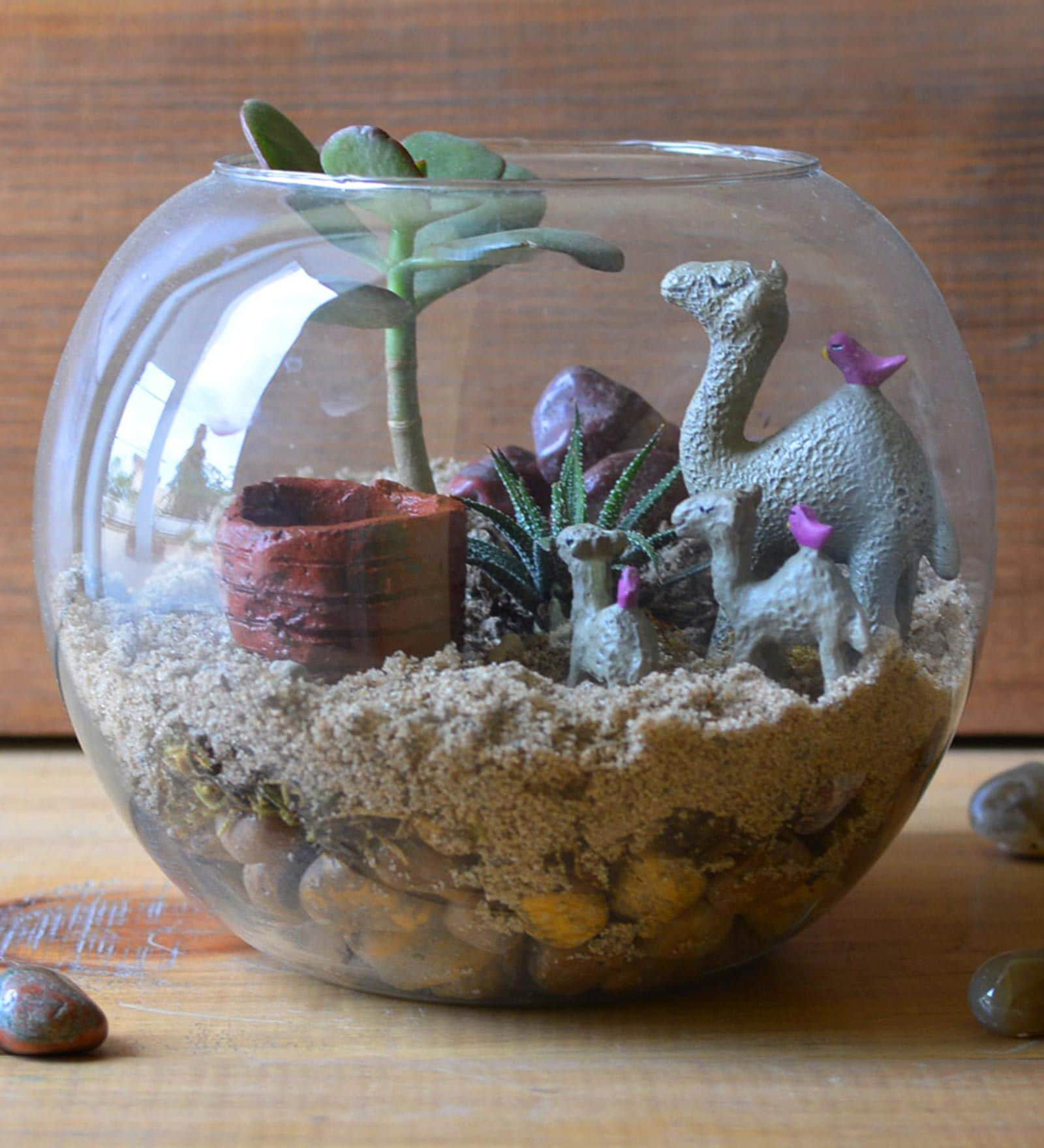 Buy Multicolour The Arid Mirage Terrarium Kit By myBageecha at 30% OFF ...