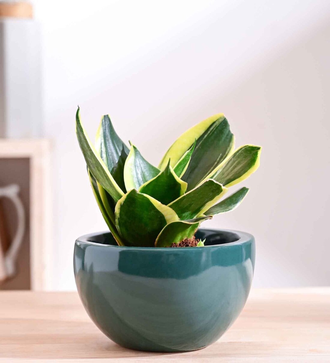 Buy Nature's Hum Fat Extra Small Dark Green Ceramic Planter at 17% OFF ...