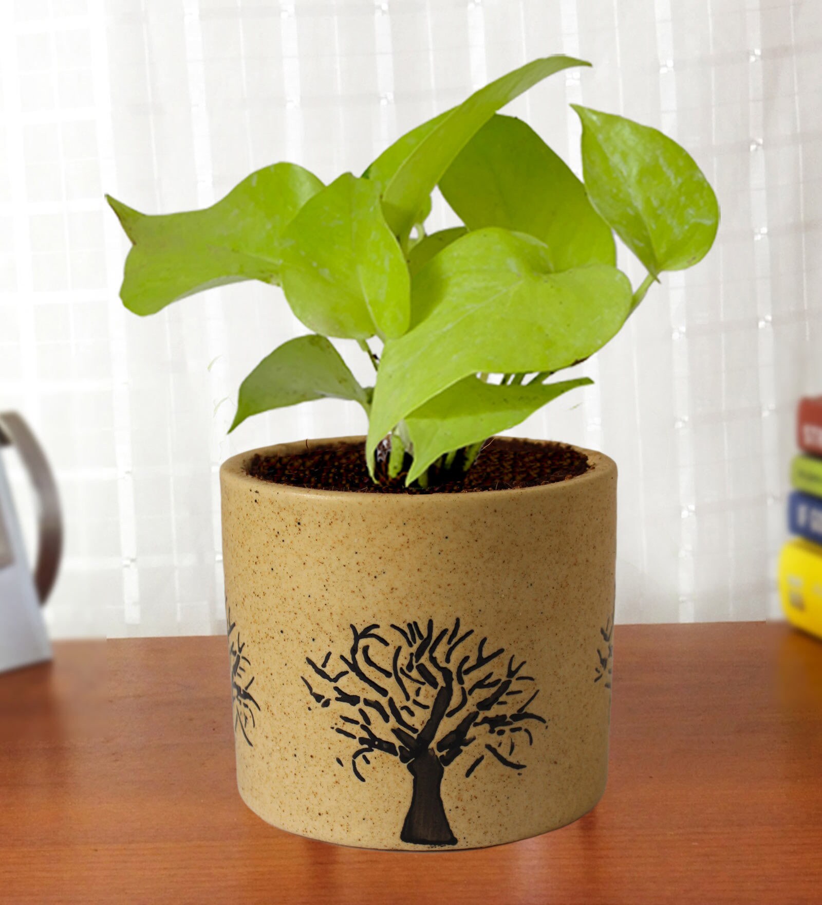 Buy Natural Golden Money Plant In Brown Barrel Aroez Ceramic Pot By ...