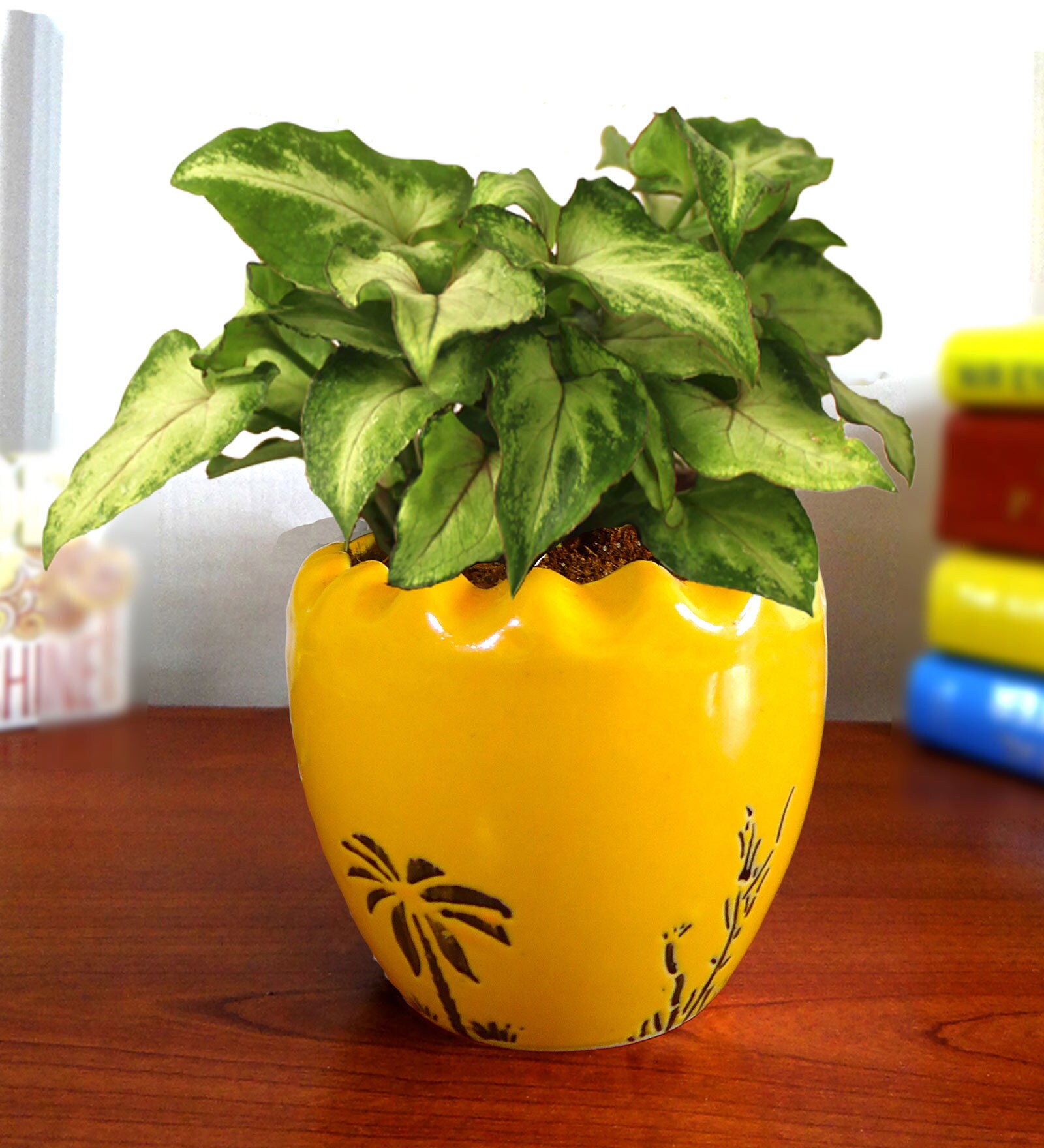 Buy Natural Air Purifying Green Syngonium Plant In Yellow Ruffel Aroez ...