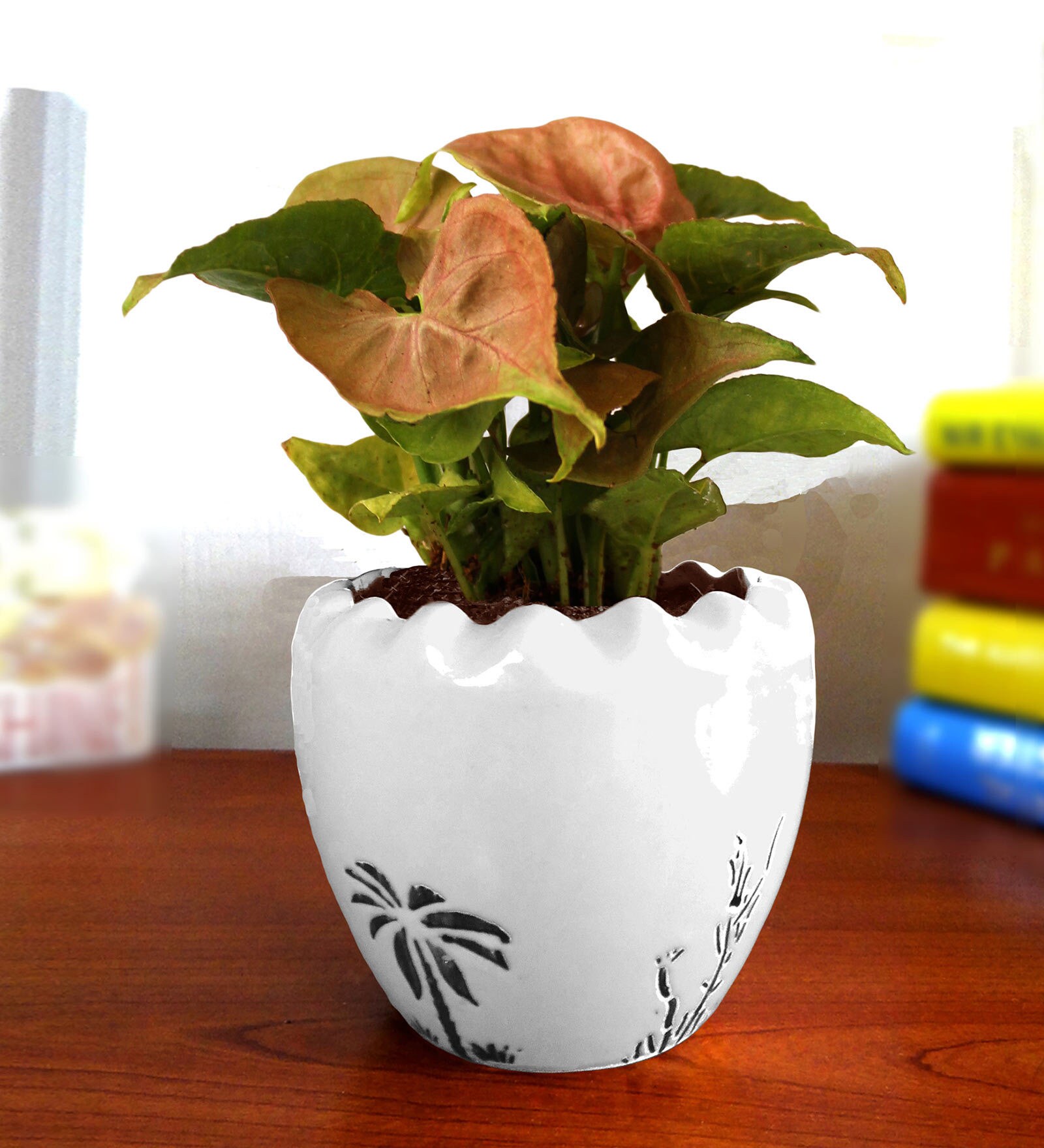 Buy Natural Air Purifying Pink Syngonium Plant In White Ruffel Aroez ...