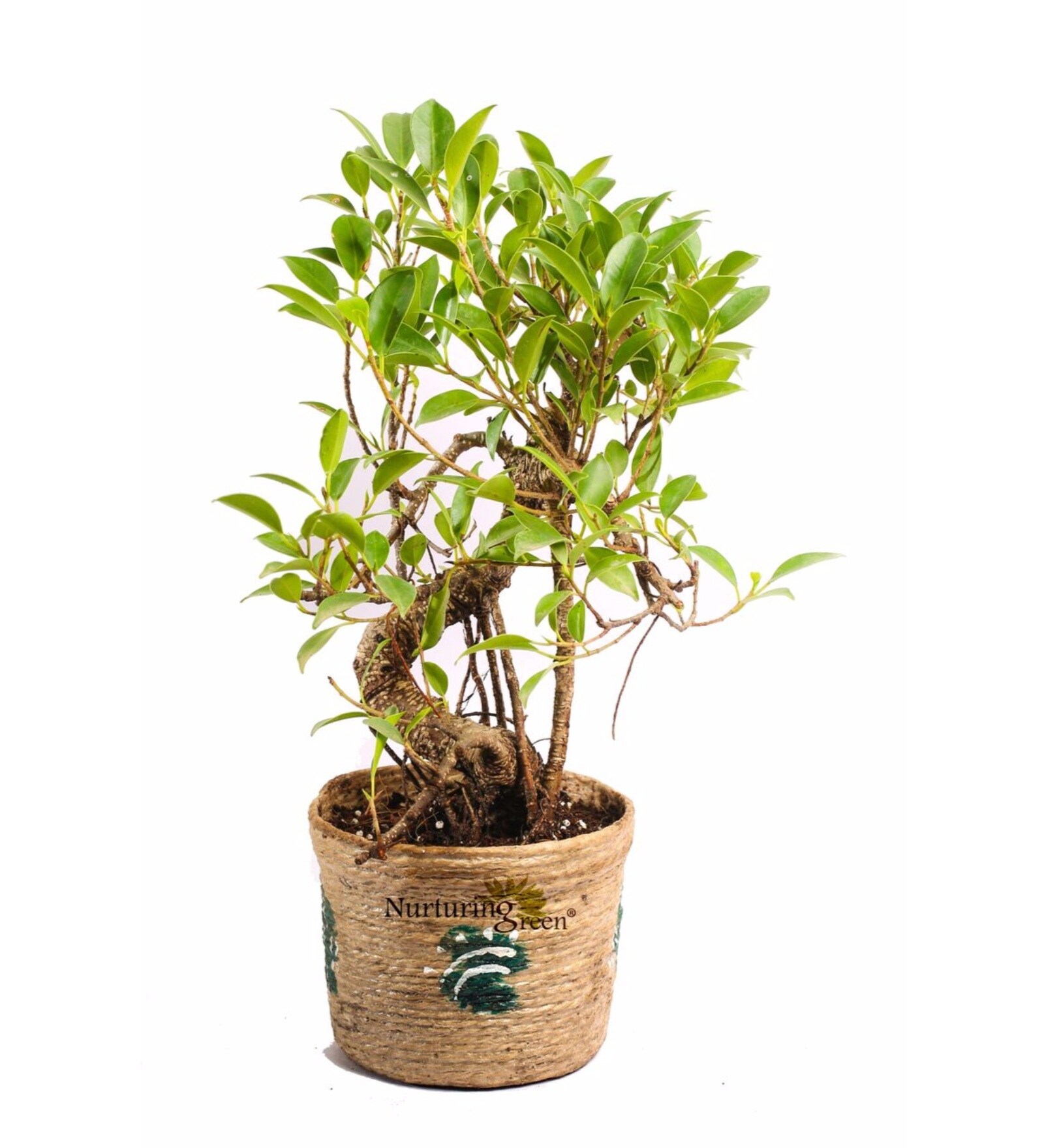 Buy Natural Fibre Nut S-Shaped Ficus Bonsai Plant at 32% OFF by ...