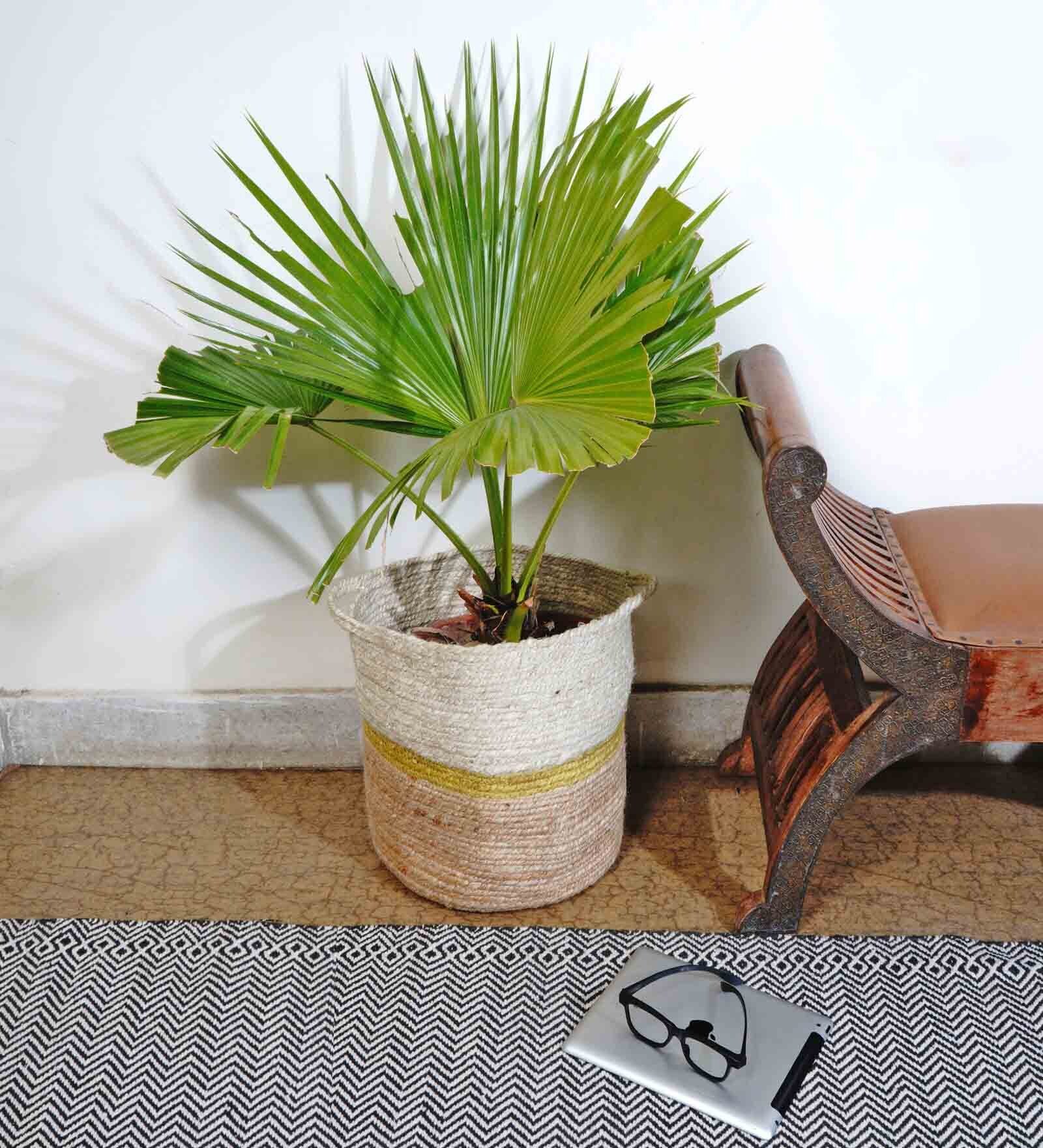 Buy Natural Jute Planter at 18% OFF by August Collectives | Pepperfry