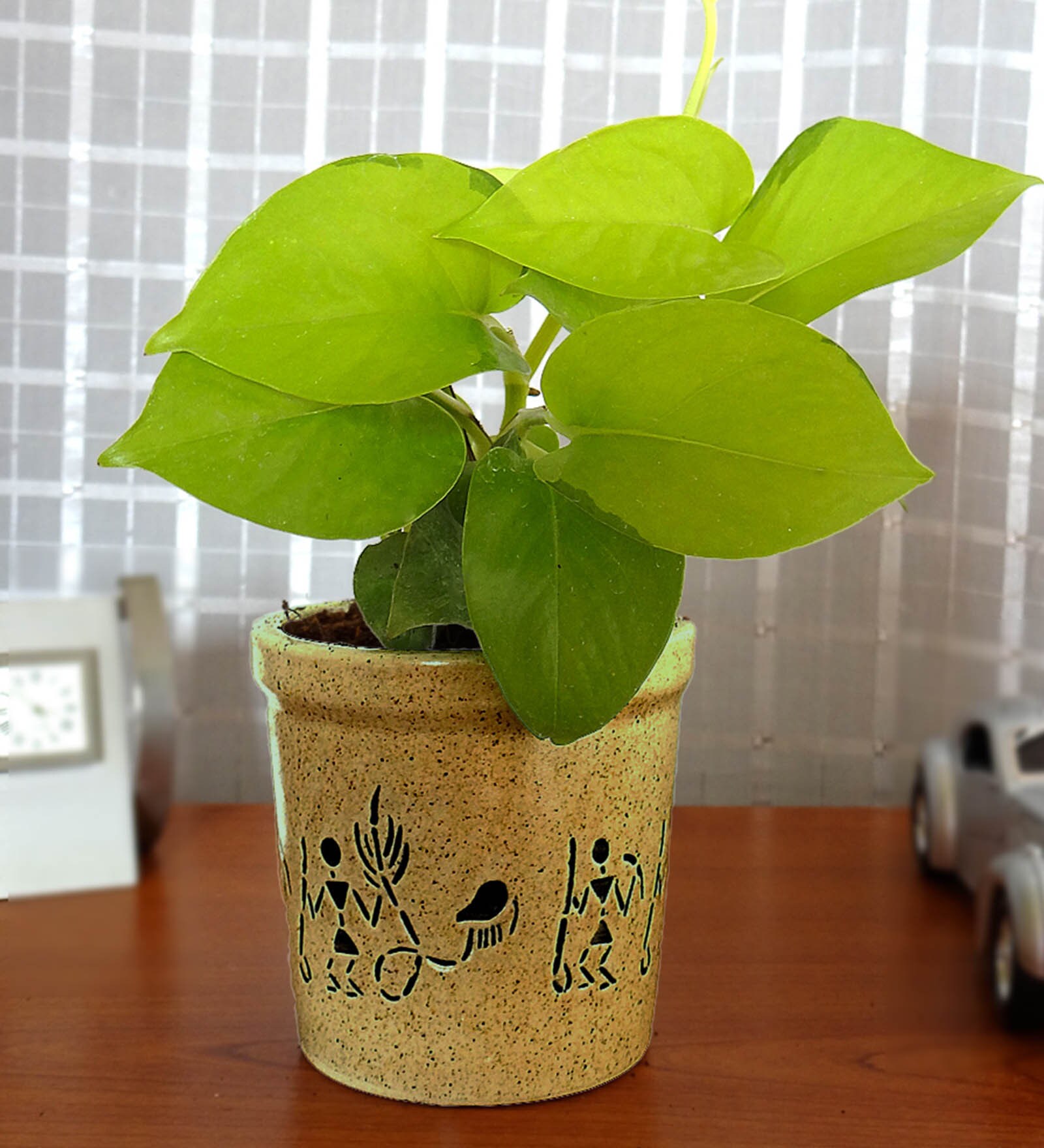 Buy Natural Money Plant in Brown Jar Aroez Pot by Rolling Nature at 100 ...