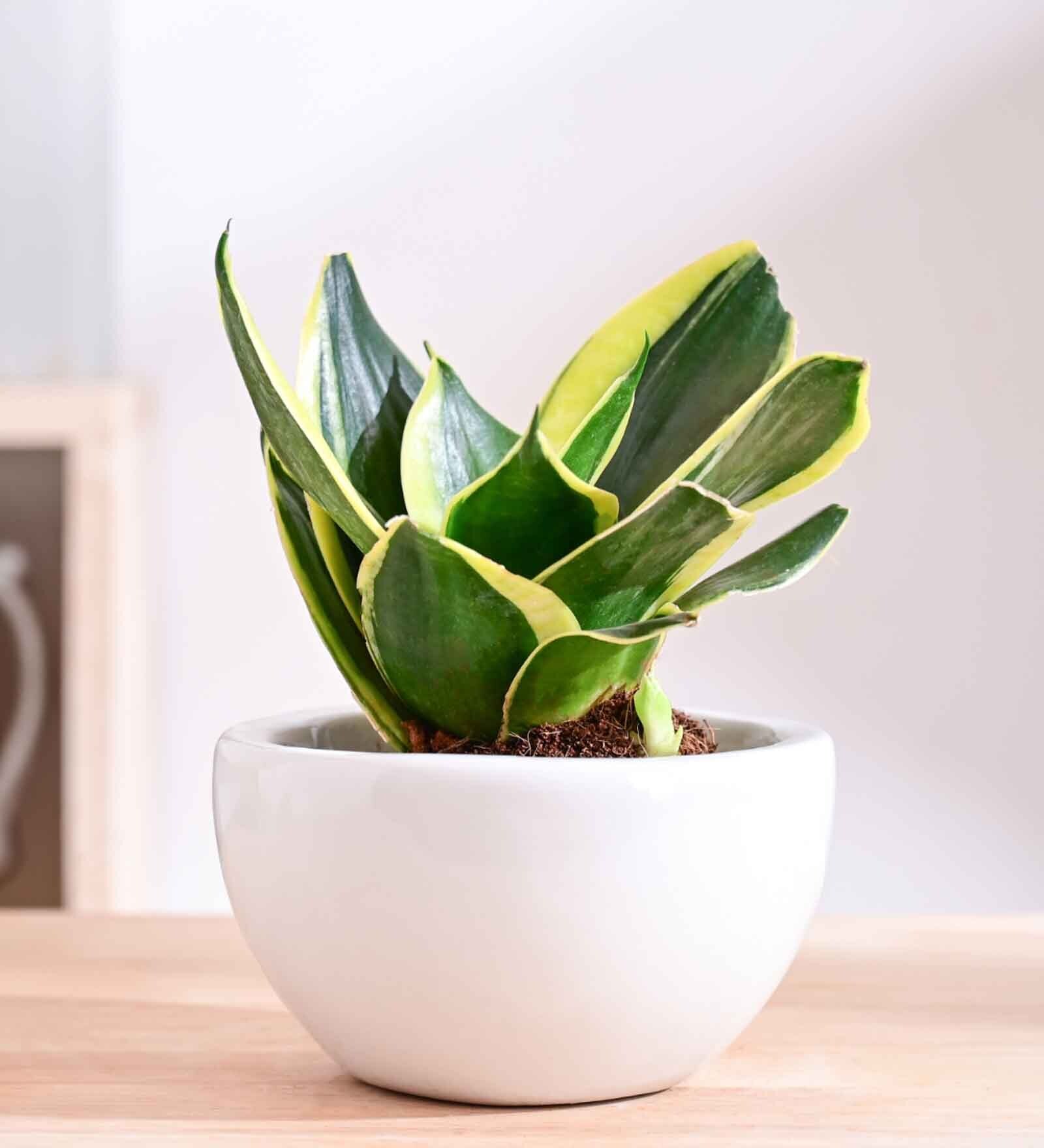 Buy Nature's Hum Fat Extra Small White Ceramic Planter at 17% OFF by ...