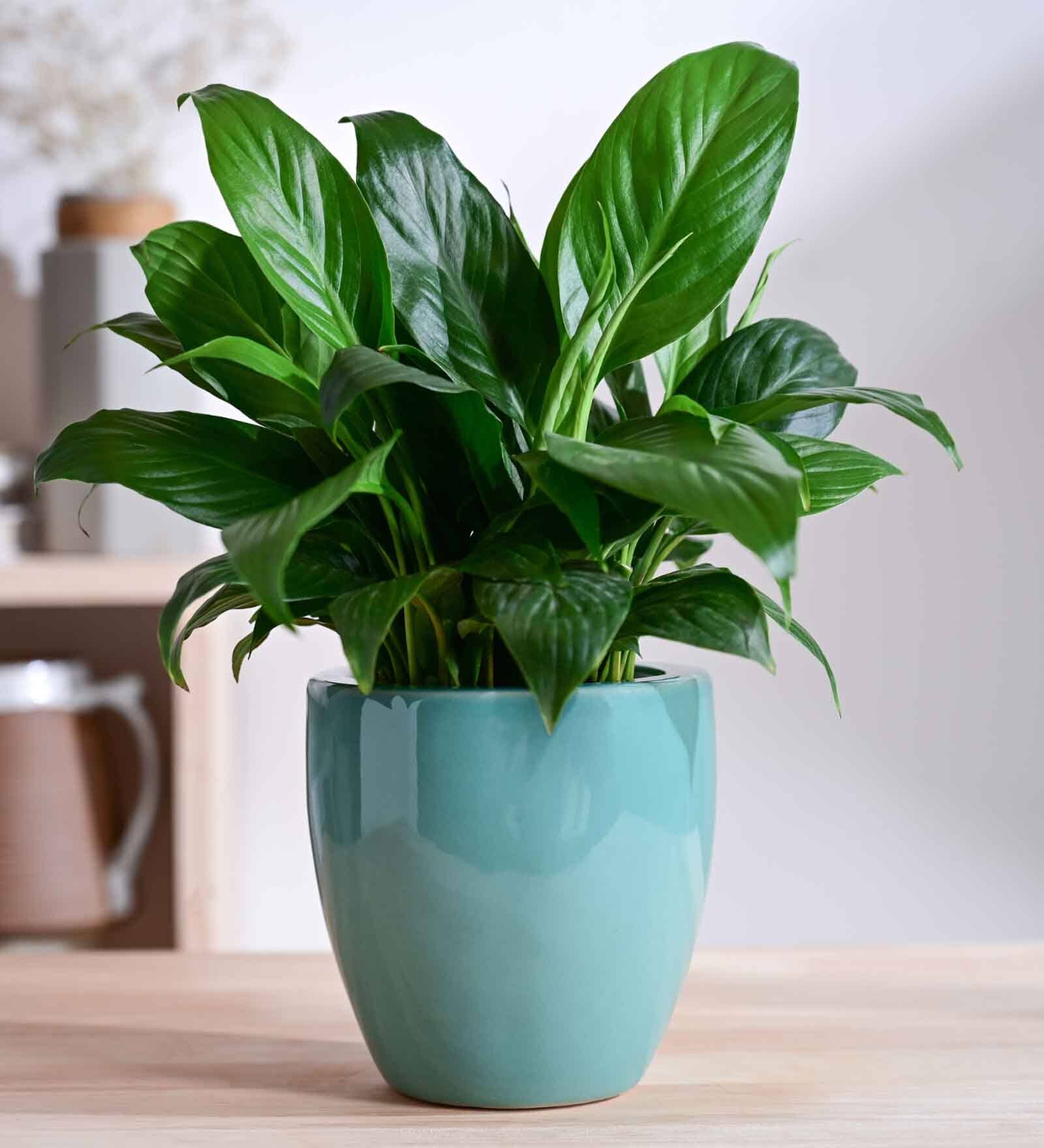 Buy Nature's Hum Slim Extra Small Aqua Ceramic Planter at 21% OFF by ...