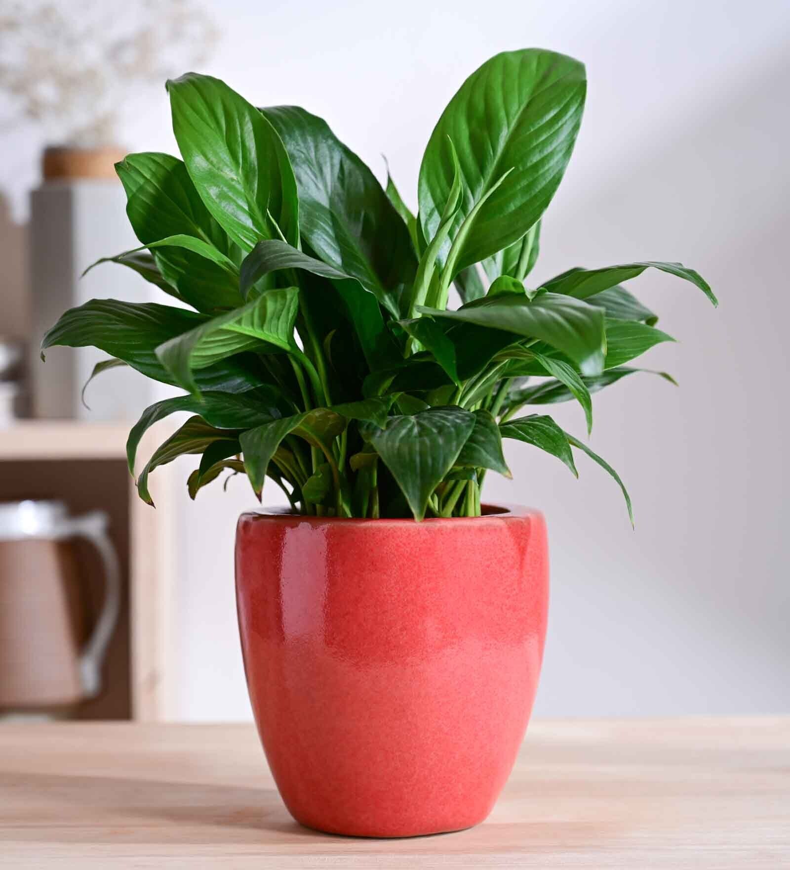 Buy Nature's Hum Slim Extra Small Red Ceramic Planter at 17% OFF by ...