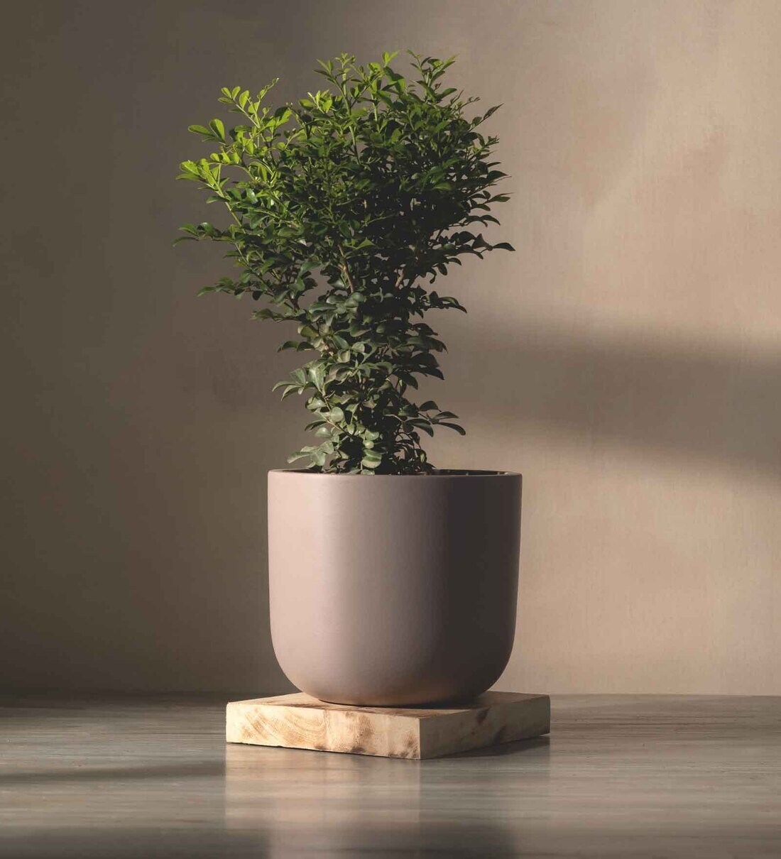 Buy Oak Clay Eco-Friendly Desk Planter by Earthy Abode at 35% OFF by Earthy Abode | Pepperfry