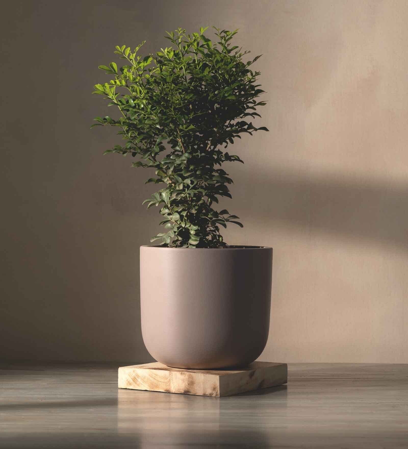 Buy Oak Clay Eco-Friendly Desk Planter by Earthy Abode at 16% OFF by ...