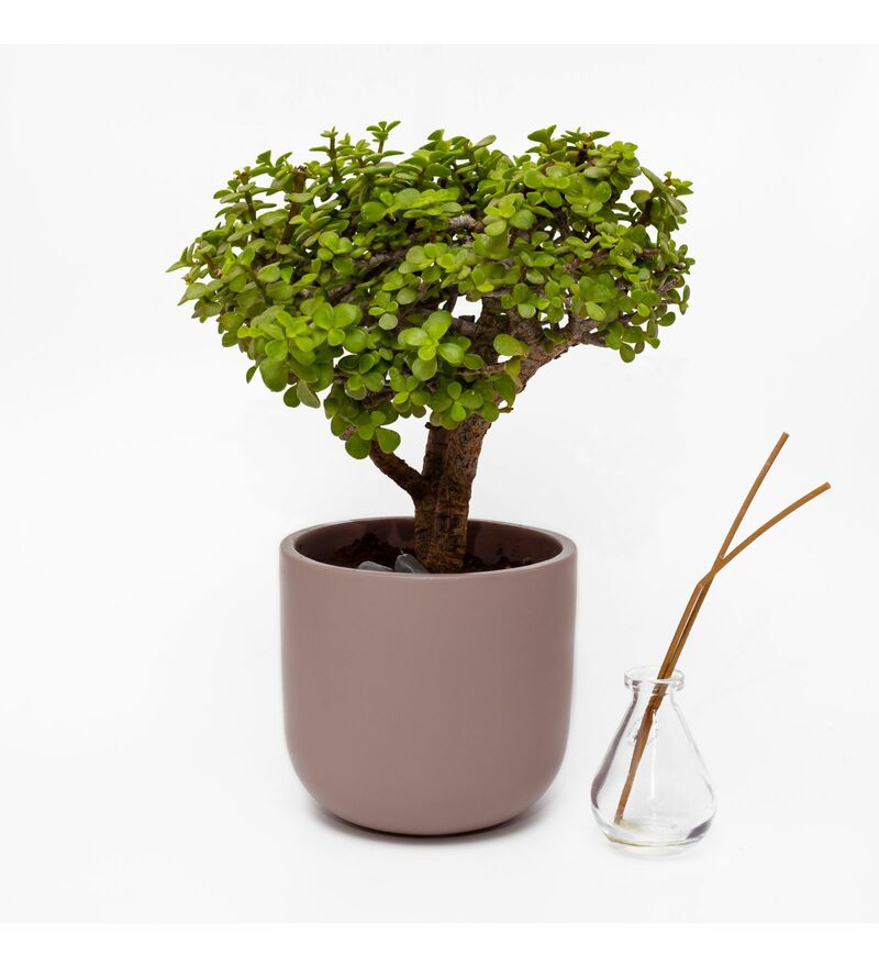 Buy Oak Clay Eco-Friendly Desk Planter by Earthy Abode Online - Desk ...