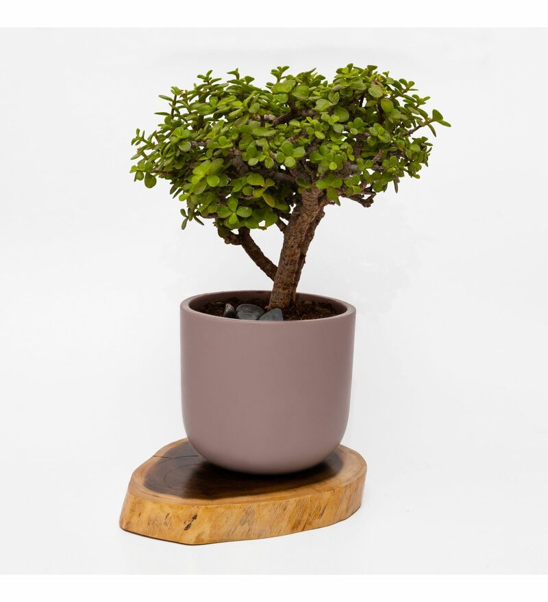 Buy Oak Clay Eco-Friendly Desk Planter by Earthy Abode Online - Desk ...