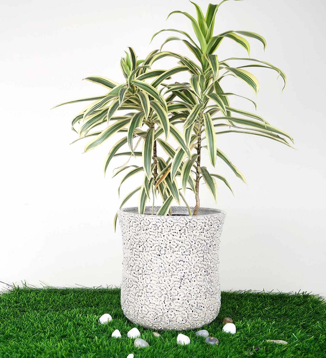 Buy Off White Ceramic U Shape With Rd Print Planter at 30% OFF by ...