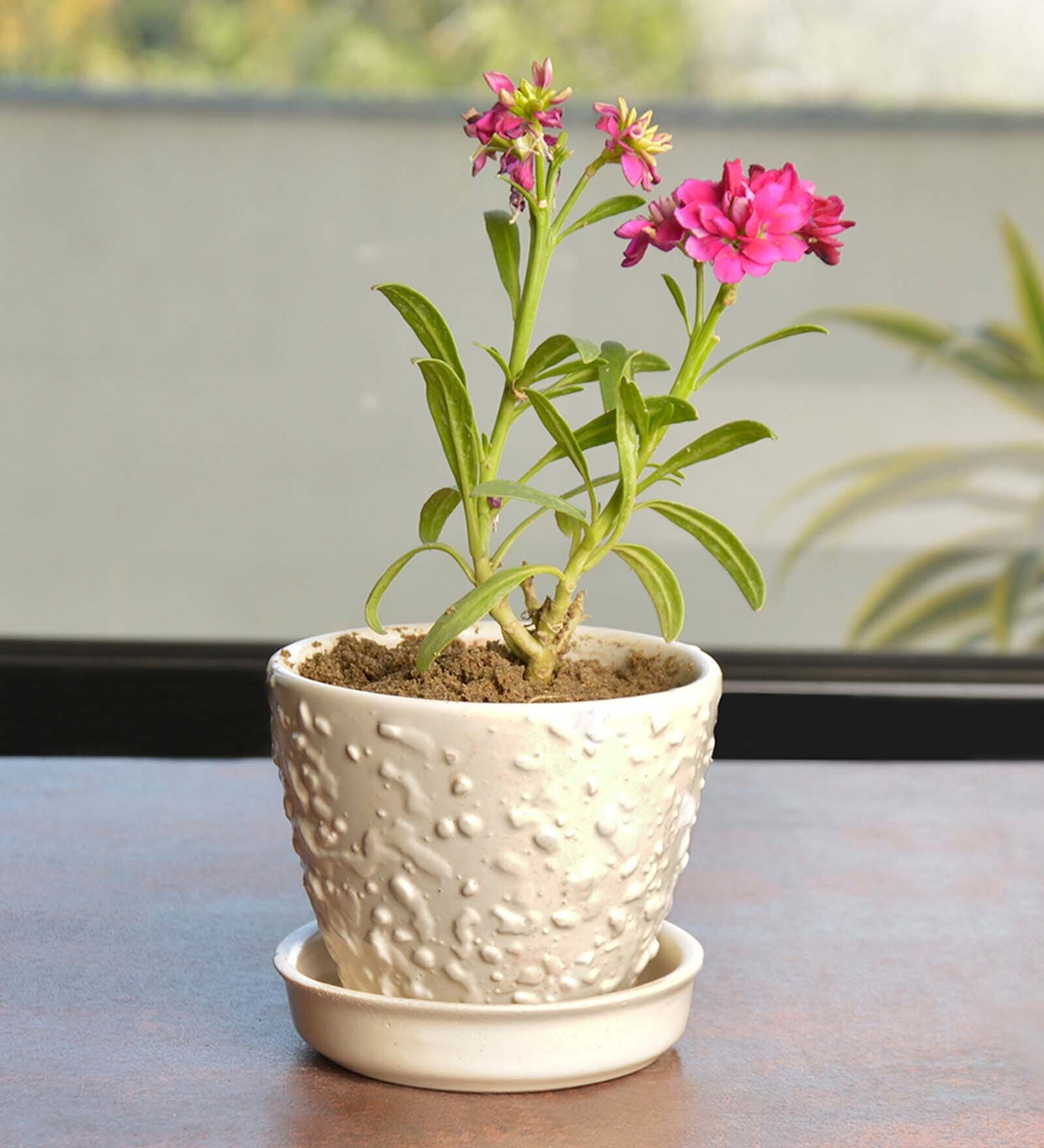 Buy Off White Ceramic Handcrafted Planter Pot by StyleMyWay at 21% OFF ...