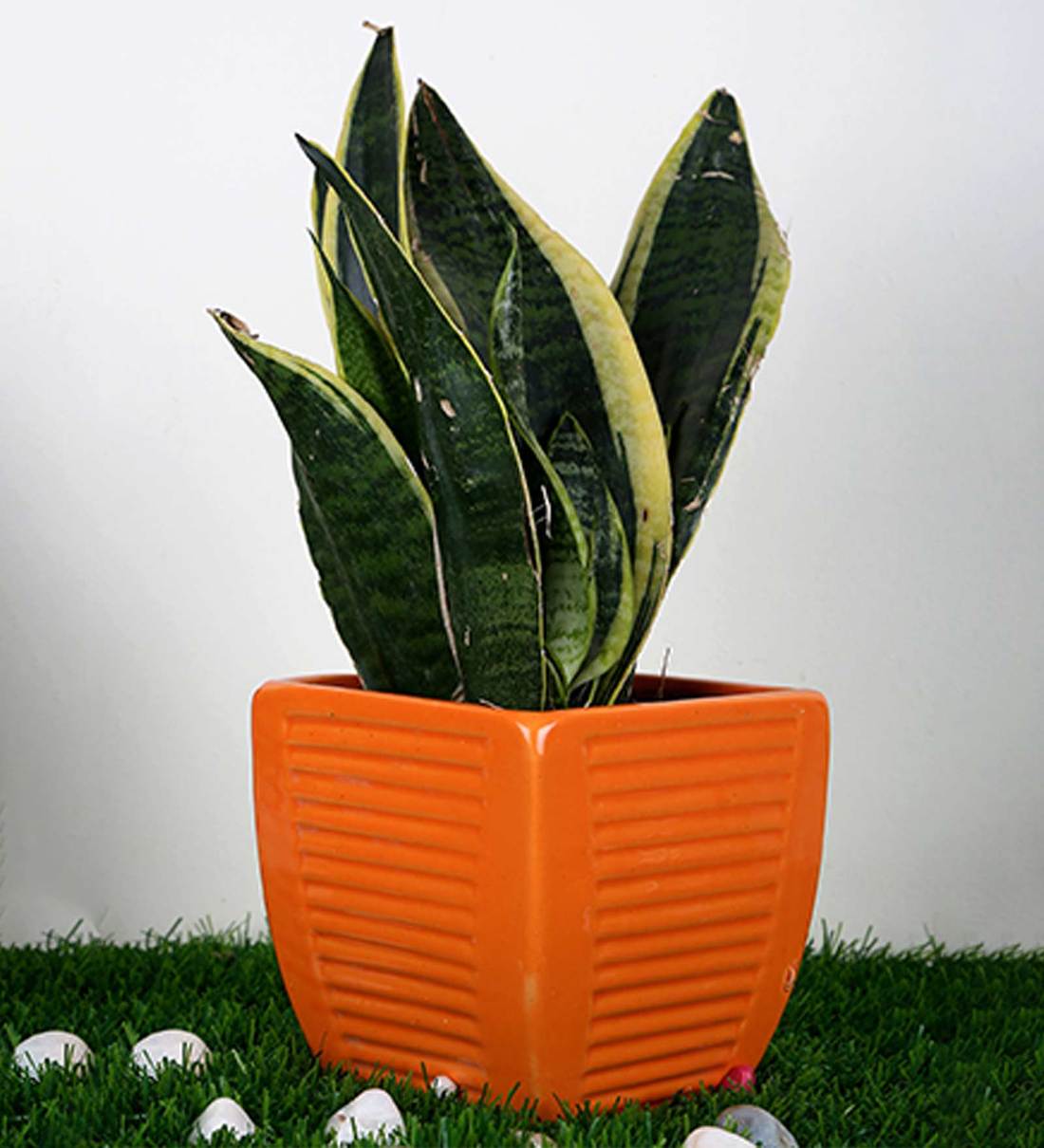Buy Orange Ceramic Line Tapper Shape Planter at 43% OFF by ...