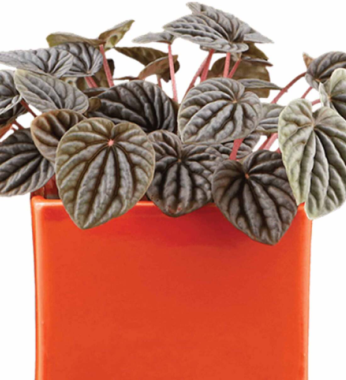 Buy Orange Ceramic Square Shape Desk Pot Planter by Ugaoo Online - Desk ...
