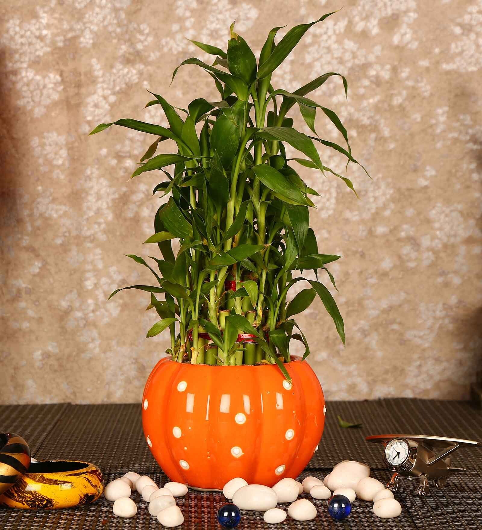 Buy Orange Ceramic Kharbooza Shape Flower Pot at 43% OFF by ...