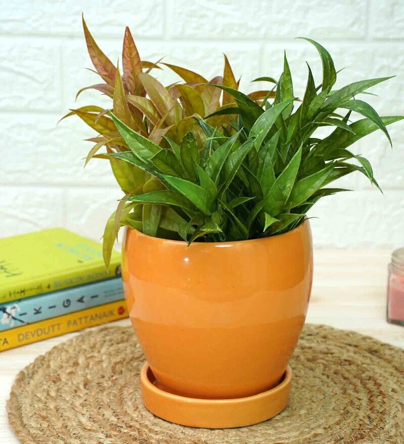 Buy Orange Ceramic Floor Planter By Gold Dust Online - Floor Planters ...