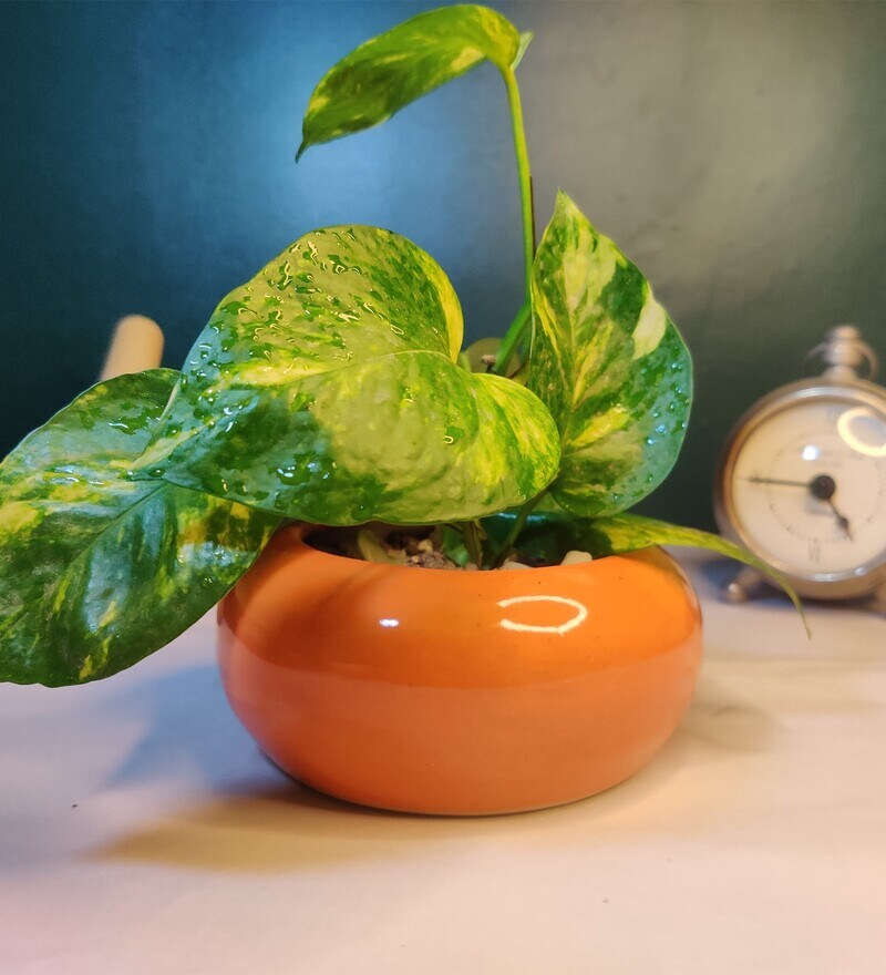 Buy Orange Ceramic Planter By Rethink and revive Online - Desk Pots ...