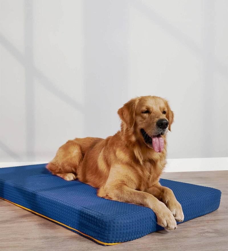 Buy Large Orthopedic Pet Bed In blue By SleepyCat Online - Dog Beds ...