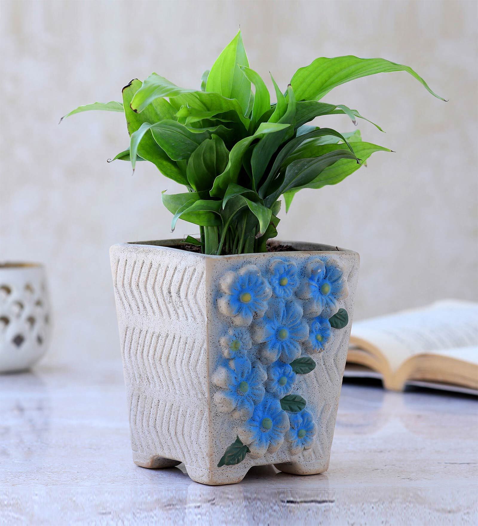 Buy Peace Lily Natural Plant In Flower Embossed Ceramic Pot by Ferns N ...