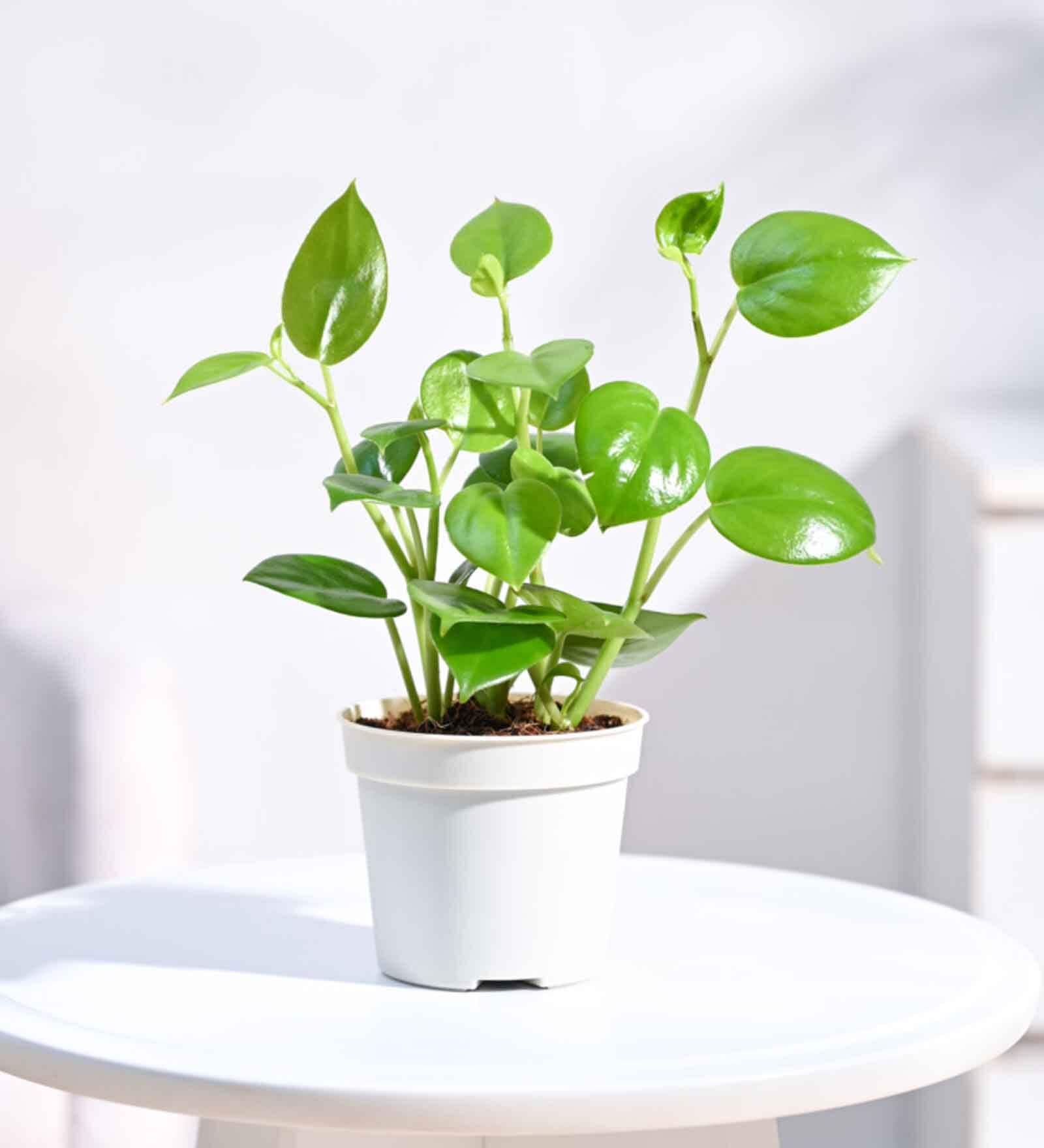 Buy Peperomia Green Creeper Plant Grow Pot at 41% OFF by Ugaoo | Pepperfry