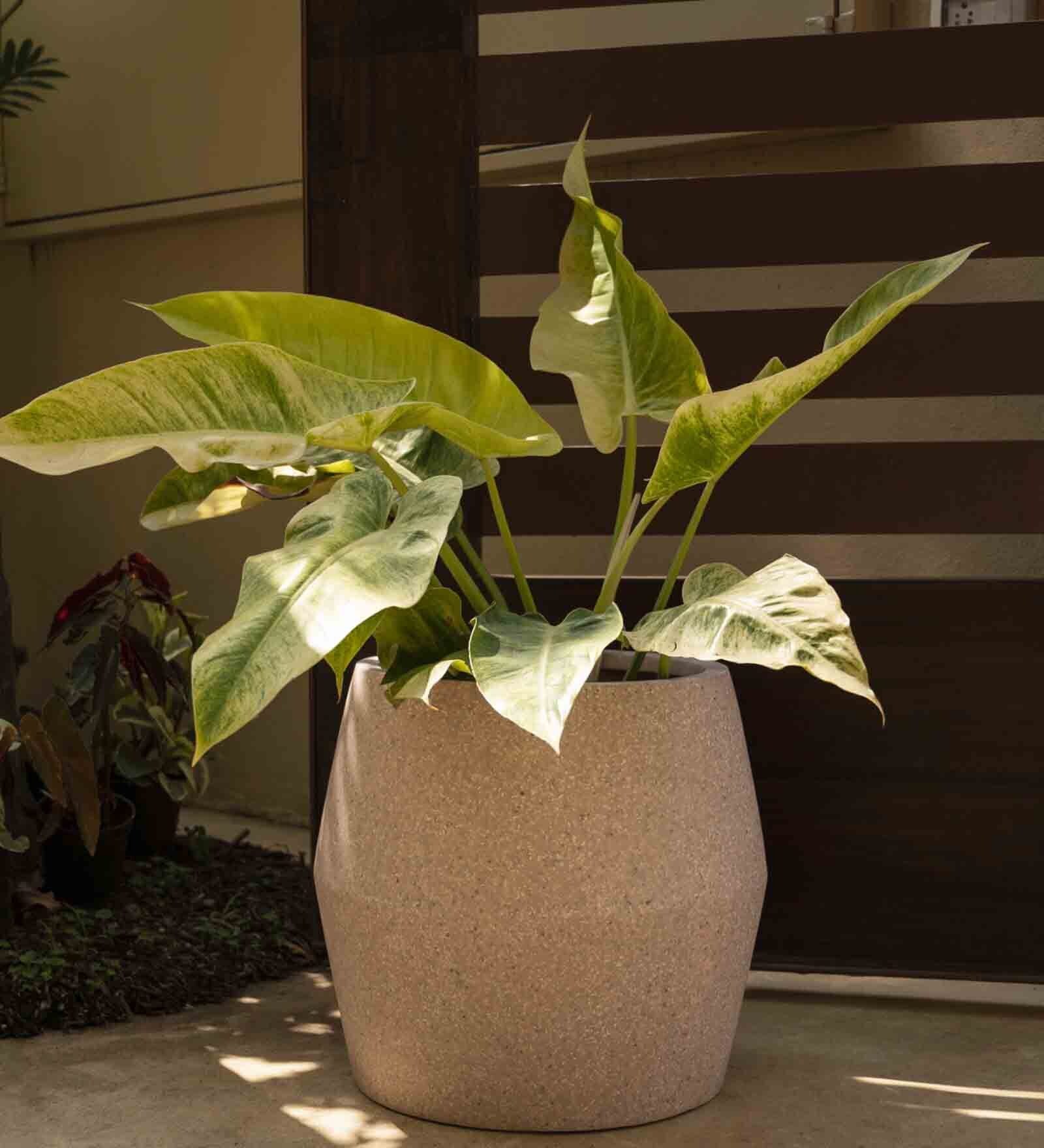 Buy Pink Fibre Polymer Grace Behold Medium Floor Planter By Curiocasa ...